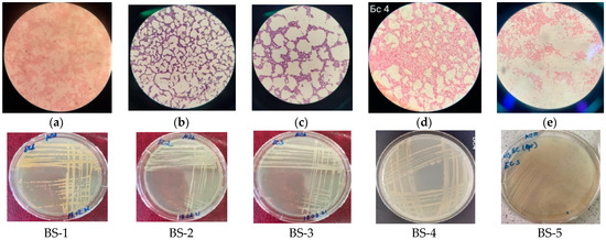 Selection of Active Microorganism Strains Isolated from a Naturally ...