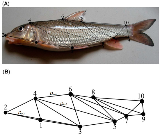 Sexual Dimorphism and Discrimination of Barbel Steed (Hemibarbus labeo ...
