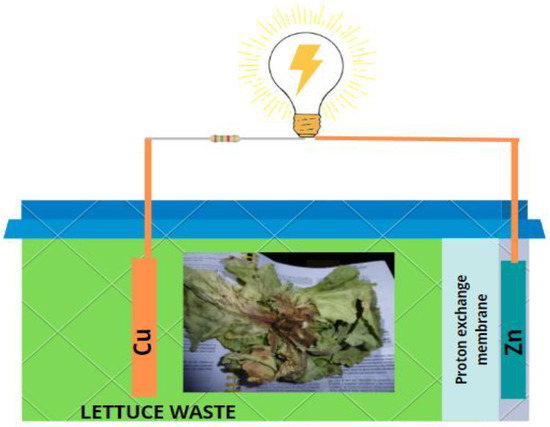 Preliminary Study of Bioelectricity Generation Using Lettuce Waste as ...