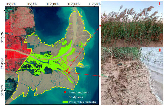 Enhancement Effect of Phragmites australis Roots on Soil Shear Strength ...