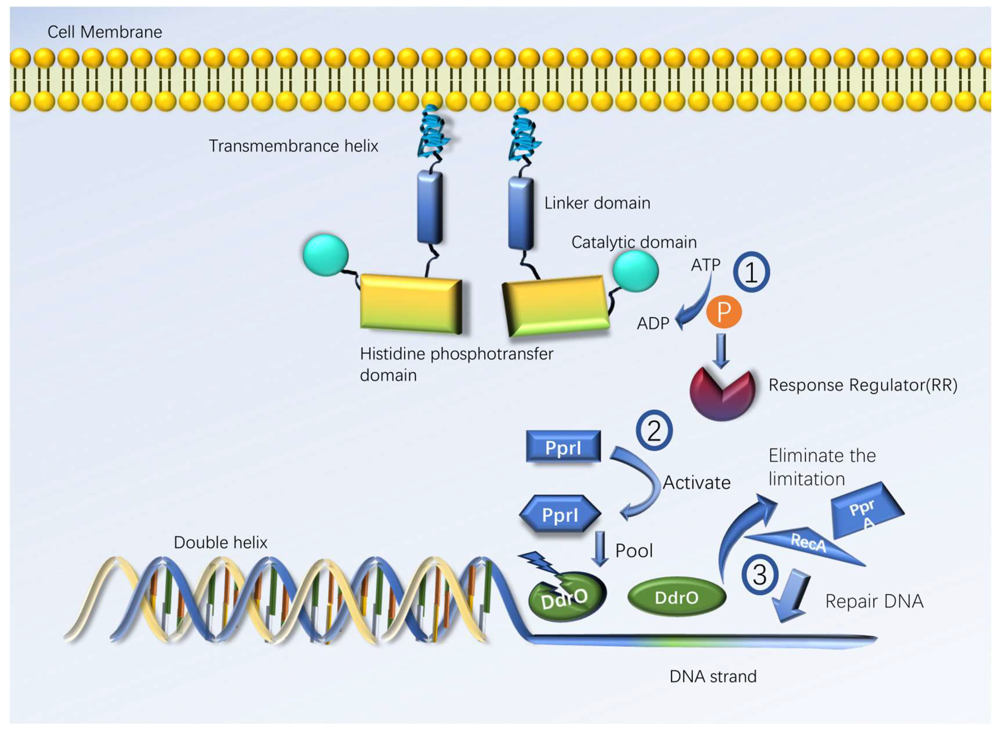 Radiation-Resistant Bacteria: Potential Player in Sustainable ...