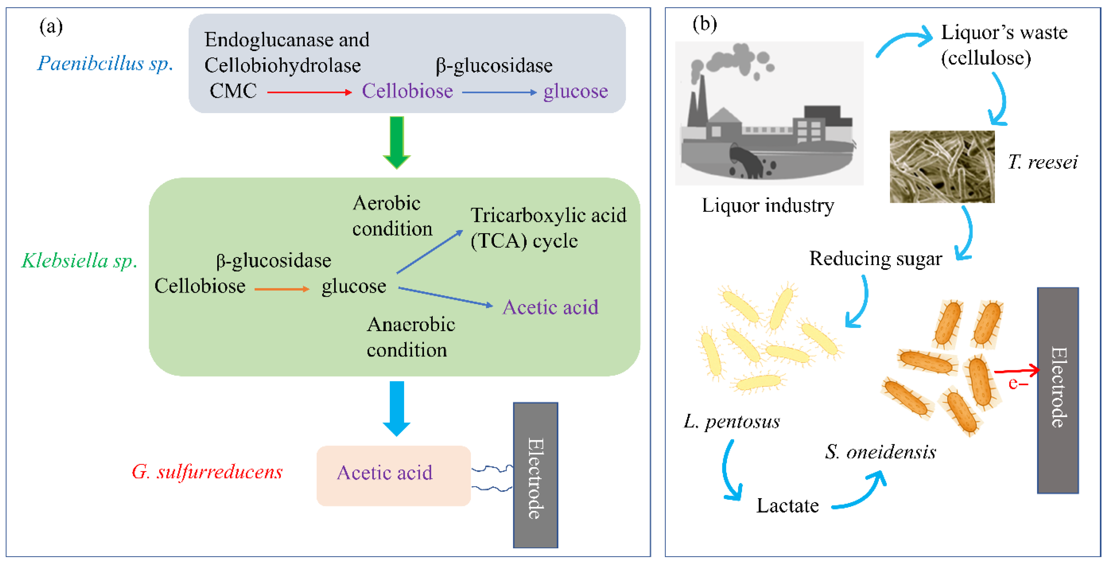 Microbial Synergistic Interactions in Mixed Cultures for Improved and ...