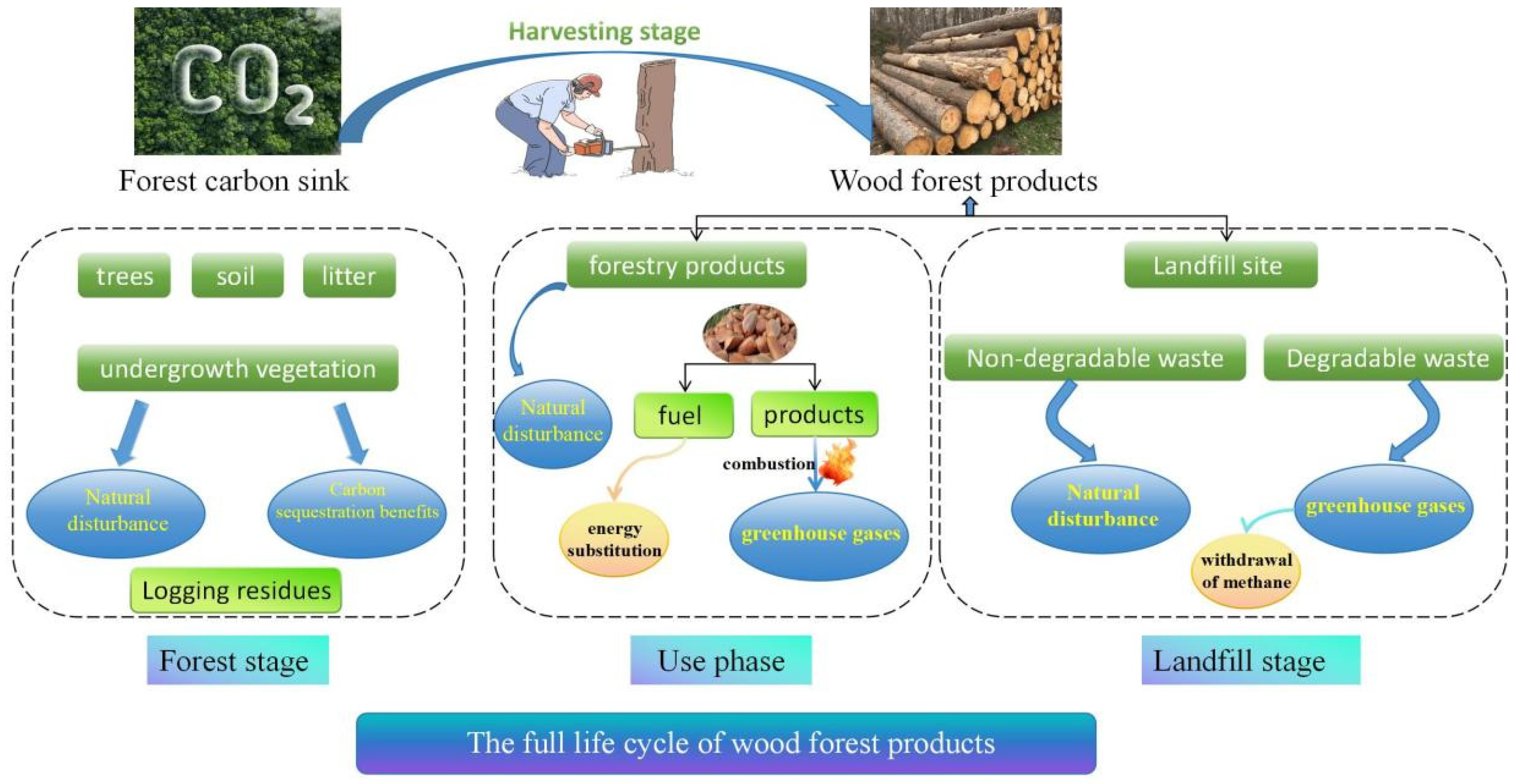 Carbon Footprint Study of Bamboo Scrimber Products Based on Life Cycle ...