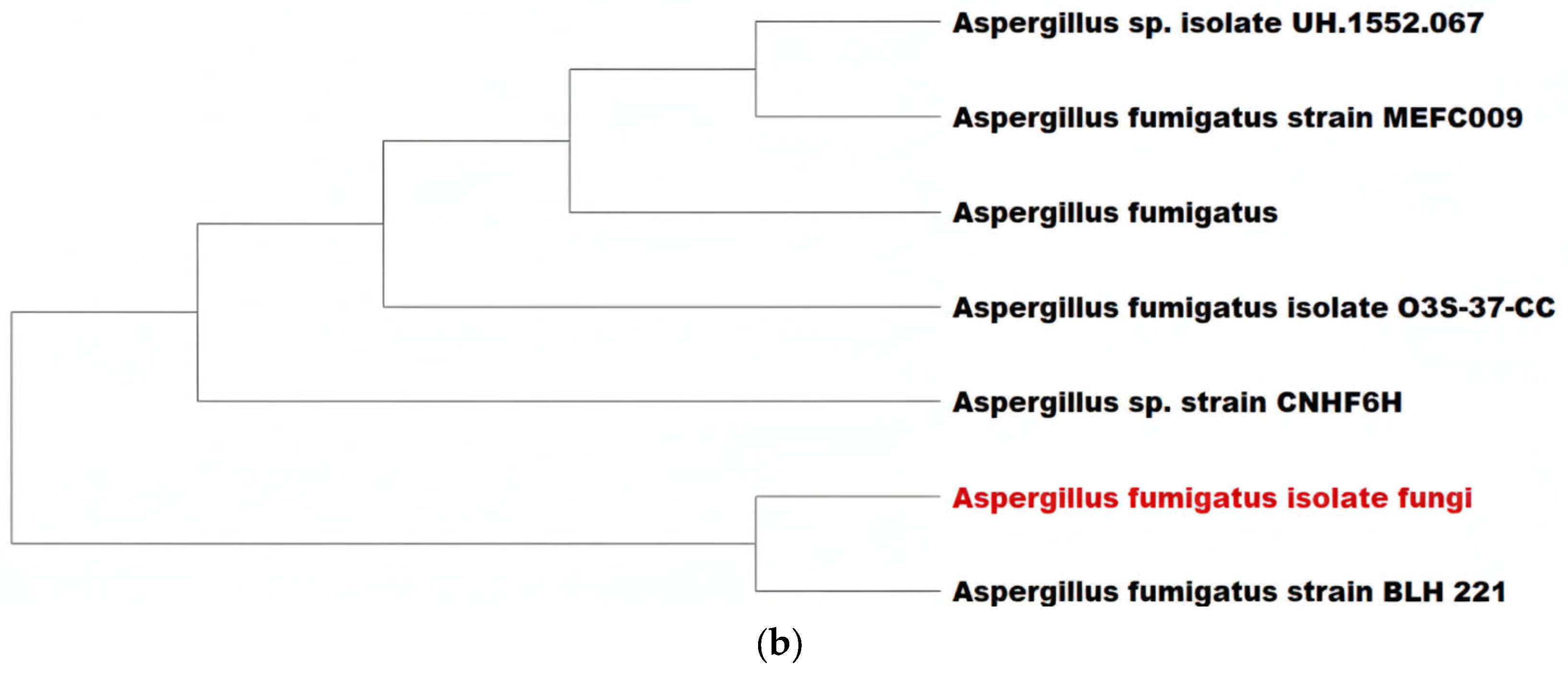 Alkaline Mycoremediation: Penicillium rubens and Aspergillus fumigatus ...