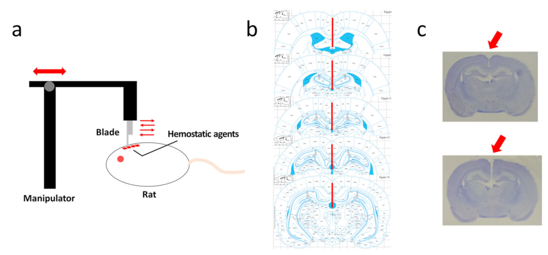 Symmetry Free Full Text Disconnection Between Rat s Left And Right Symmetry Free Full Text Disconnection Between Rat s Left And Right