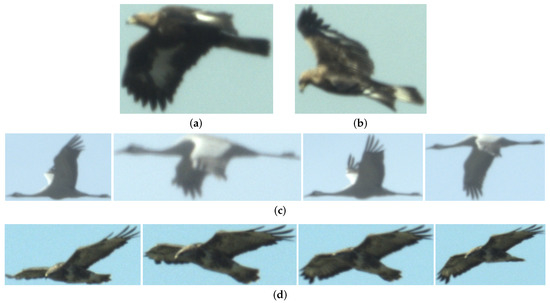 Modeling Species-Specific Collision Risk of Birds with Wind Turbines: A ...
