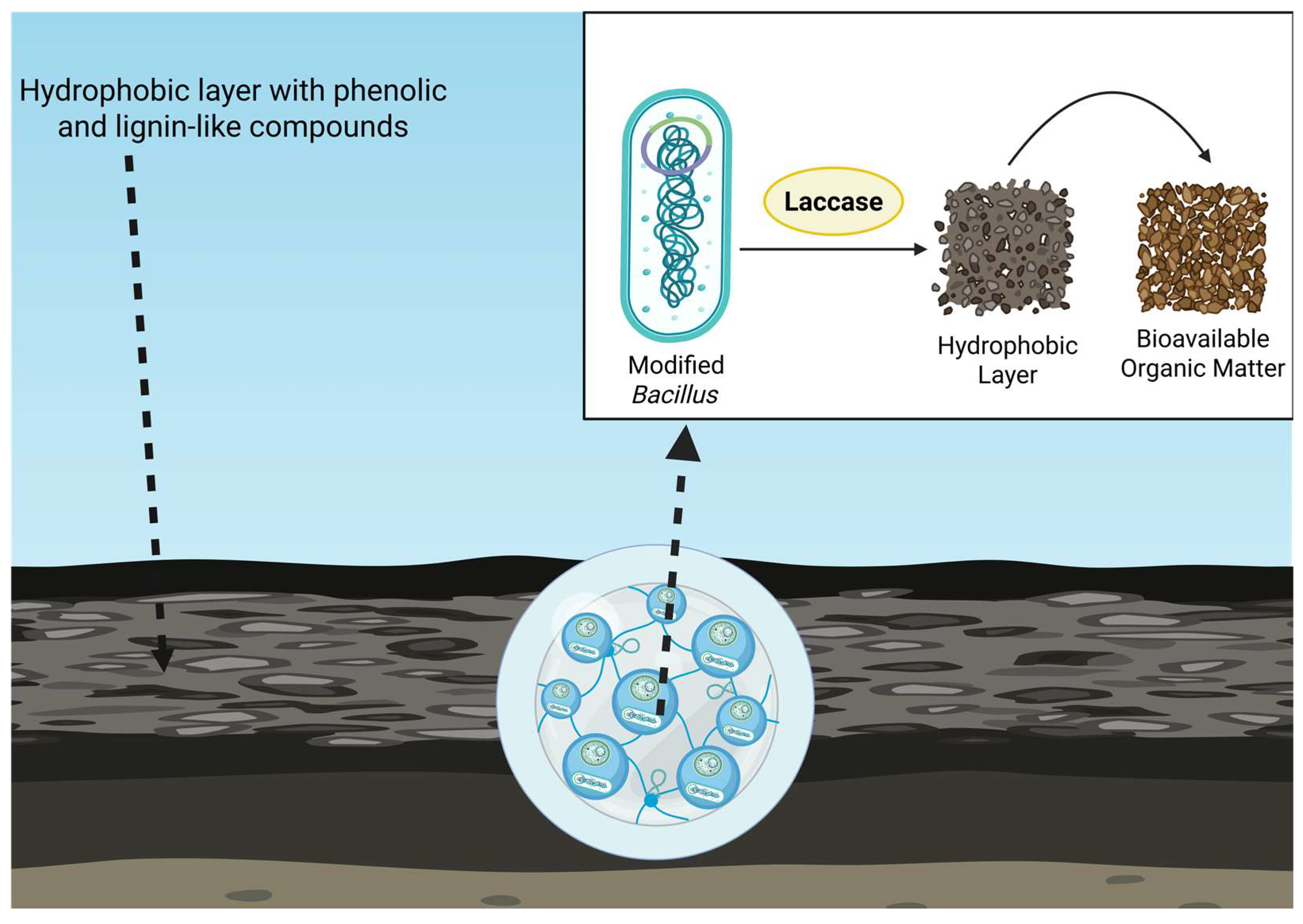 Engineered Microbial Consortium Embedded in a Biodegradable Matrix: A ...