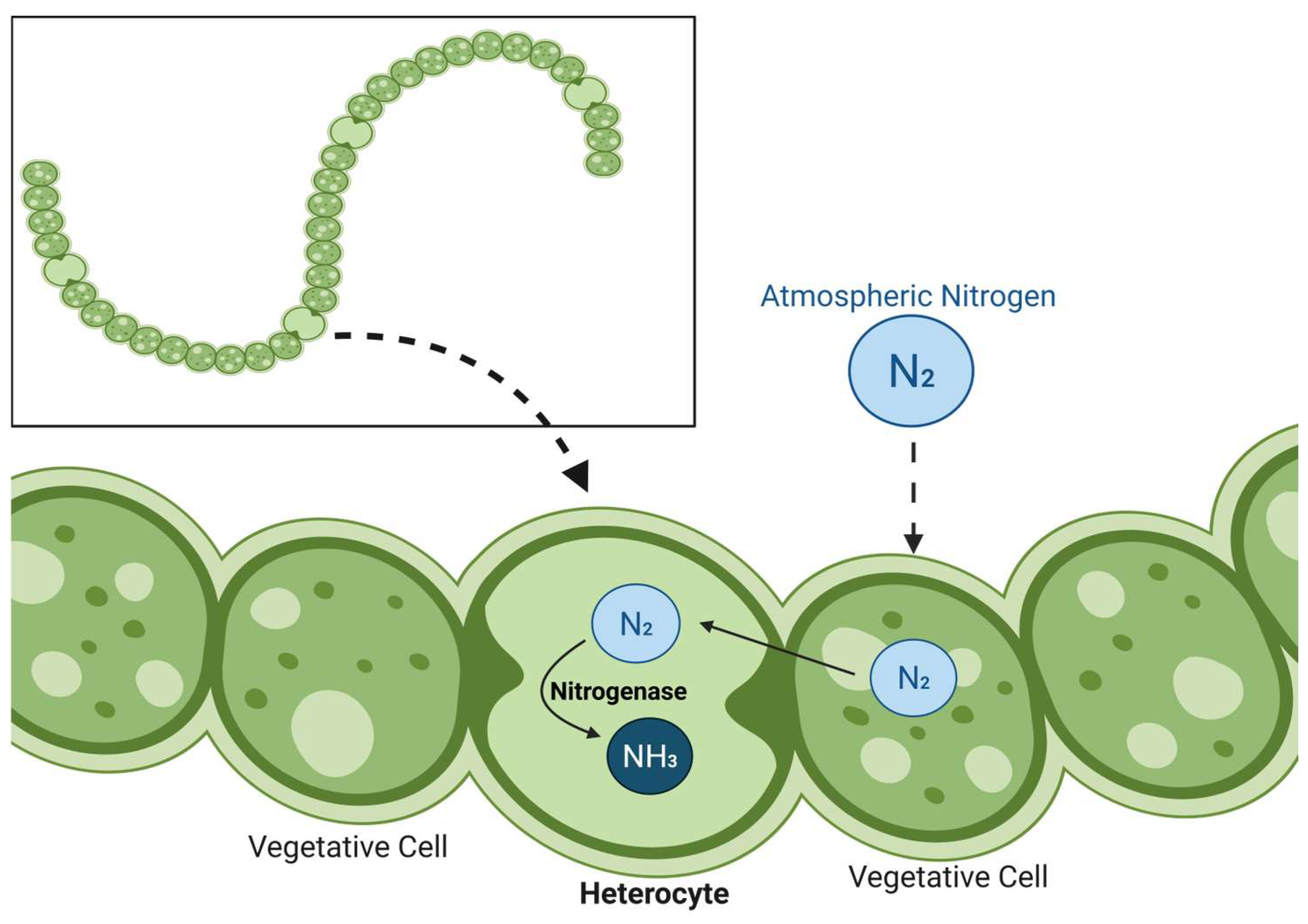 Engineered Microbial Consortium Embedded in a Biodegradable Matrix: A ...
