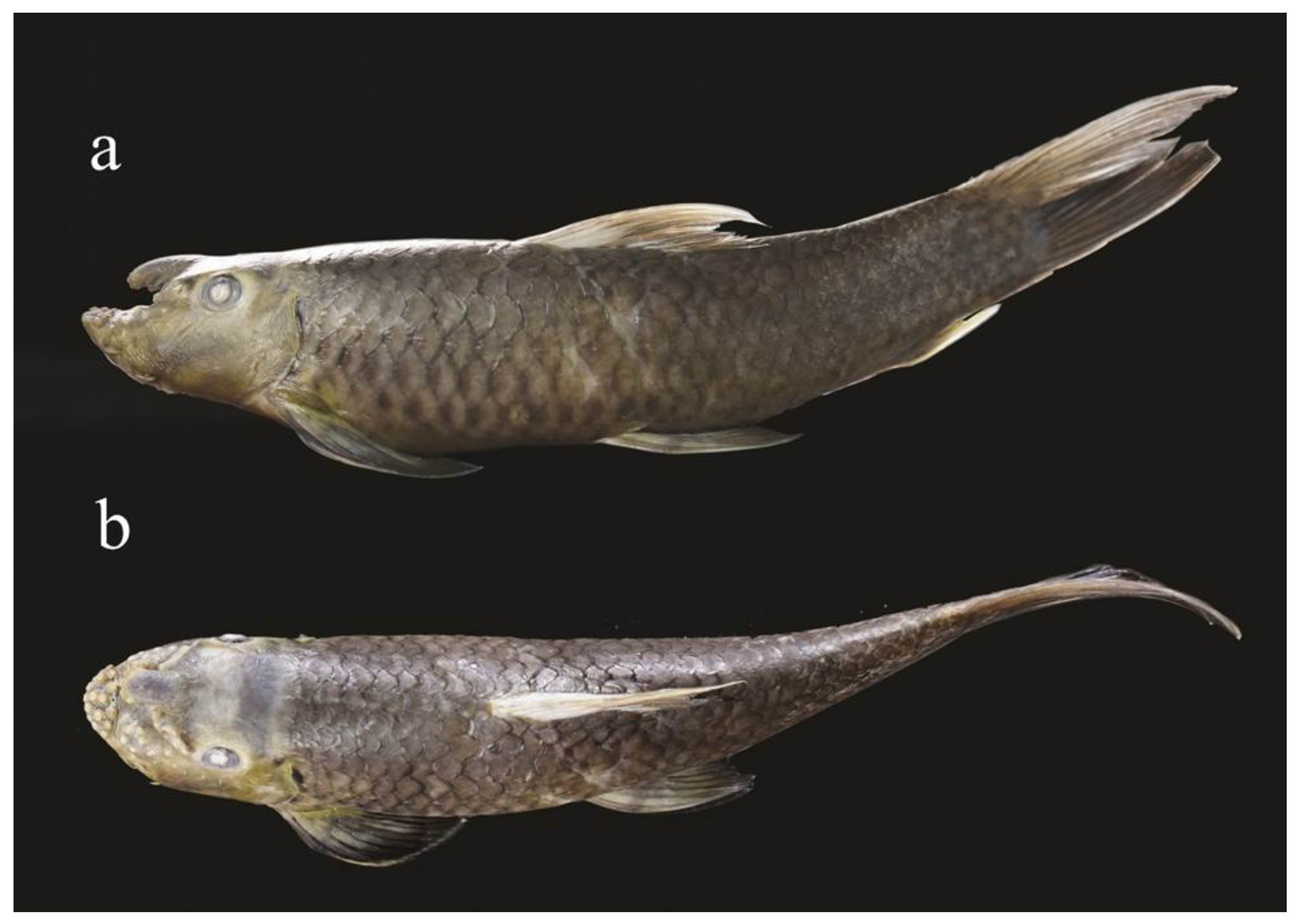 Integrative Taxonomy Reveals the First Record of Garra ...