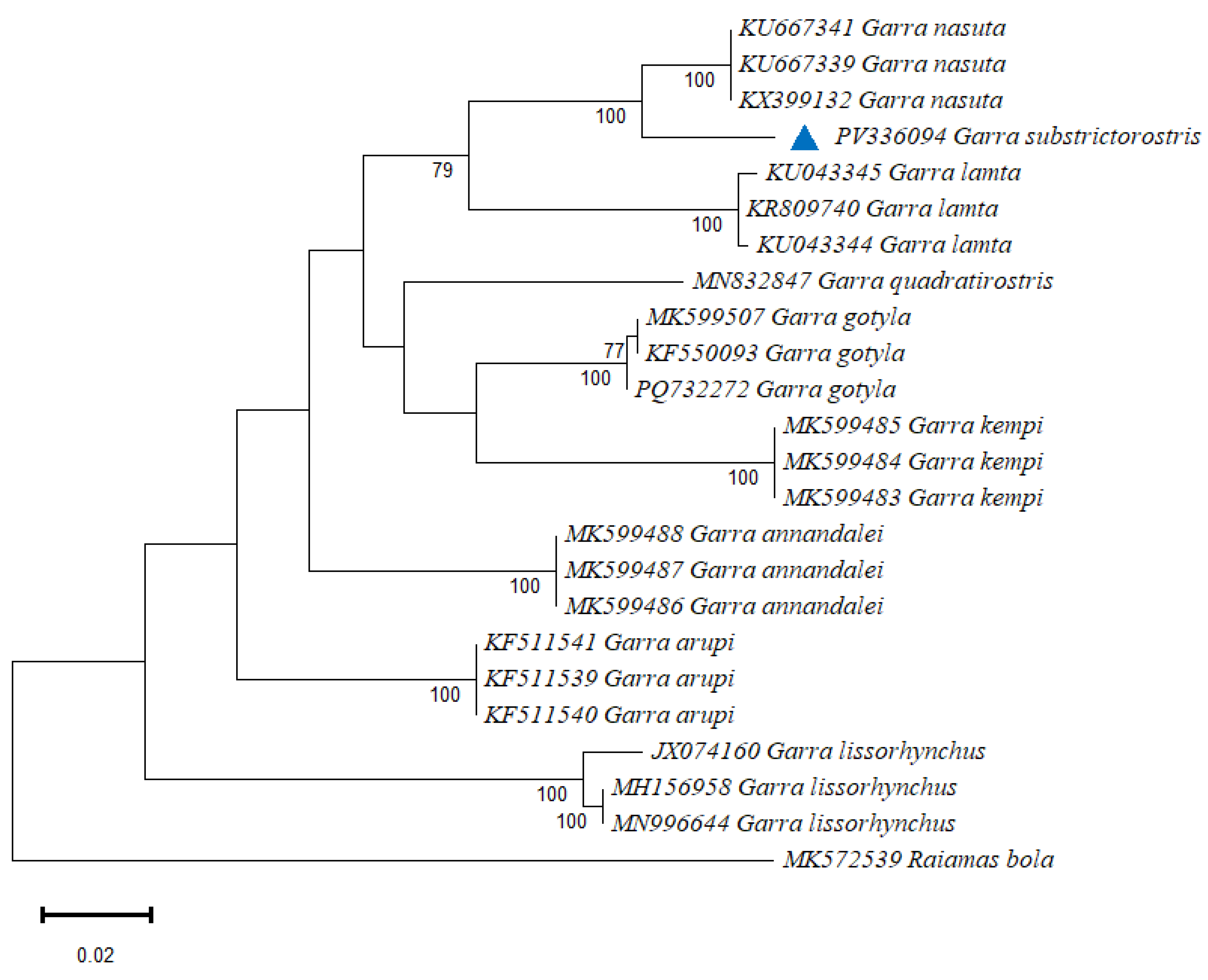 Integrative Taxonomy Reveals the First Record of Garra ...