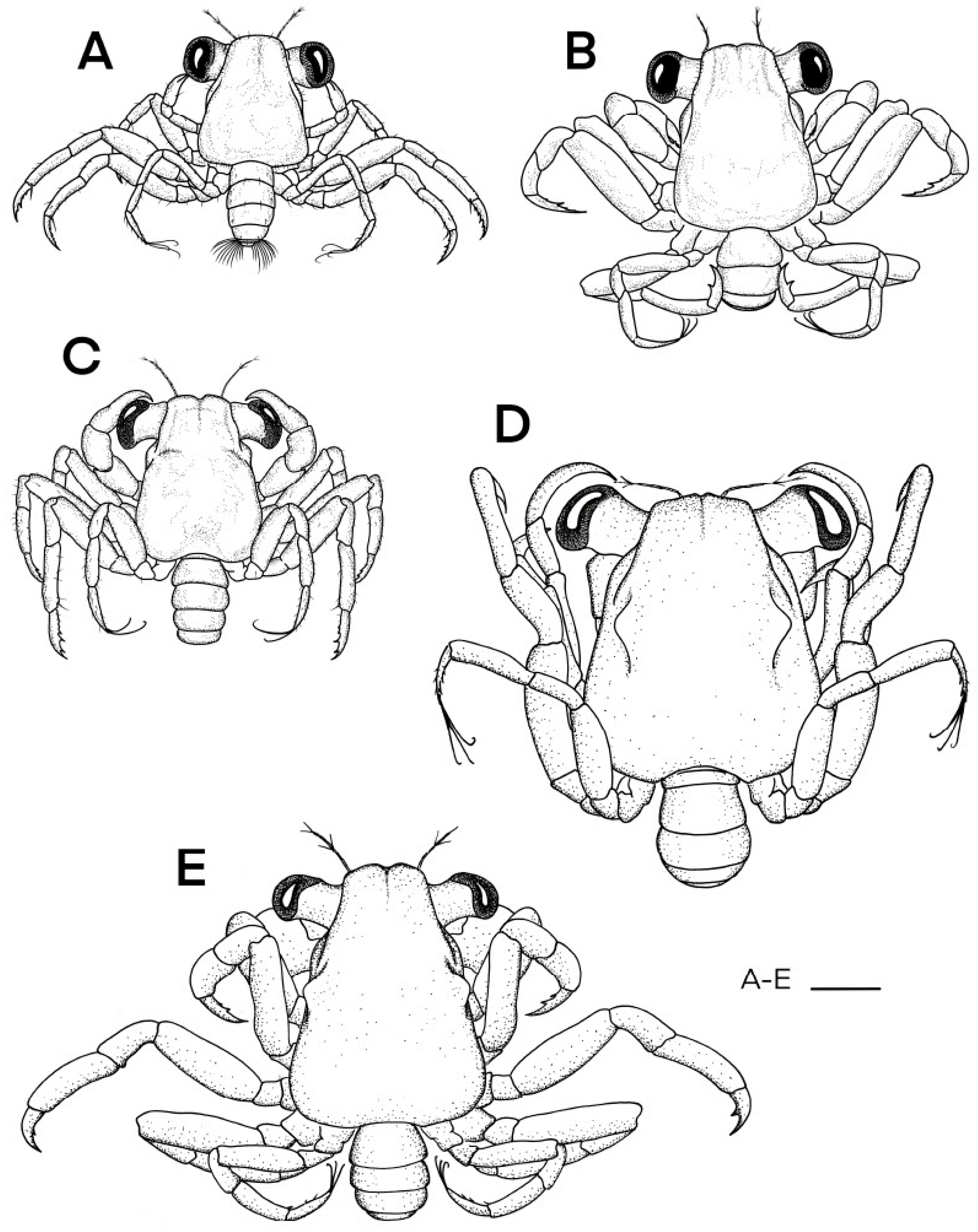 The Megalopa Stage in Grapsidae Crabs (Decapoda, Brachyura), a First ...