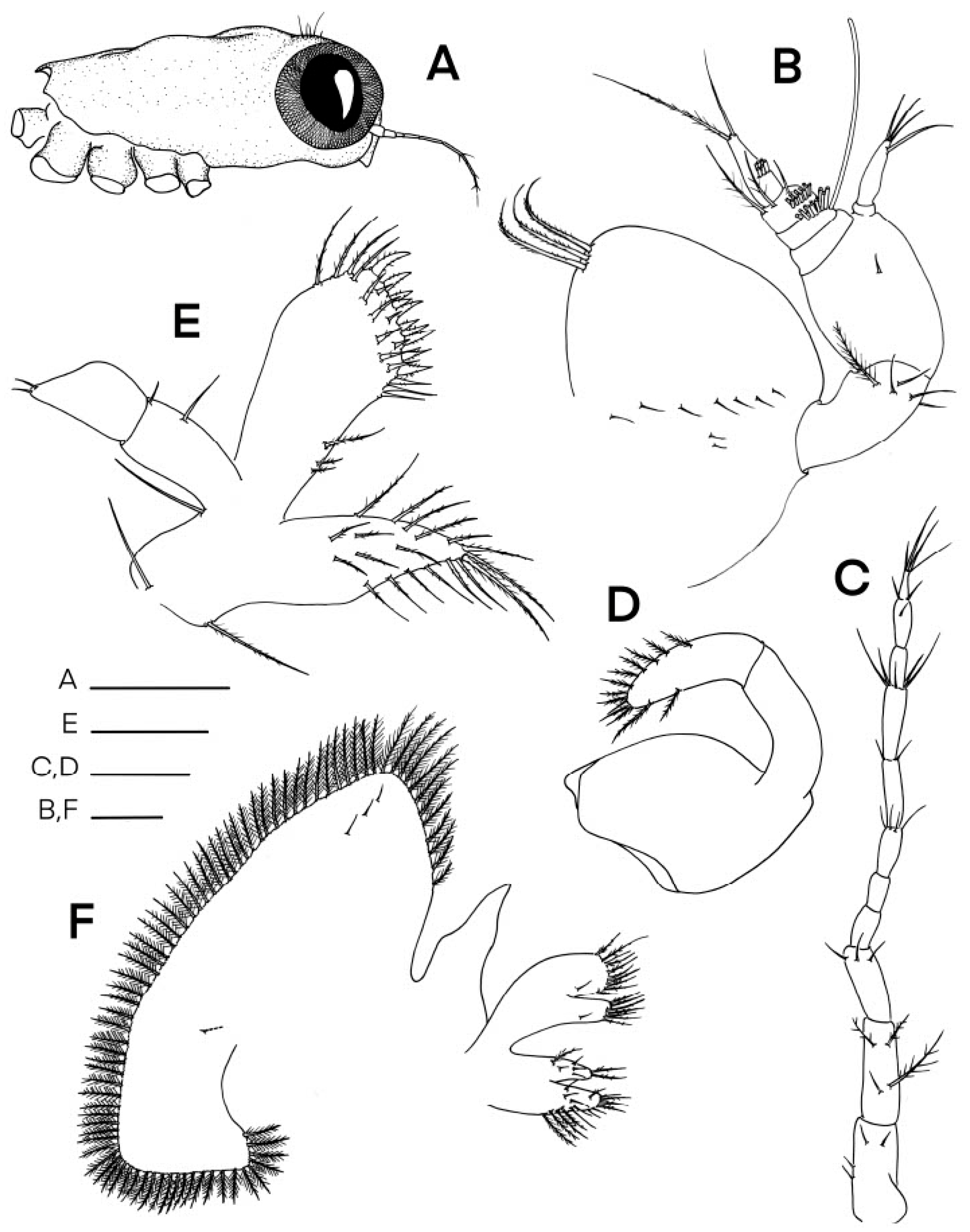 The Megalopa Stage in Grapsidae Crabs (Decapoda, Brachyura), a First ...
