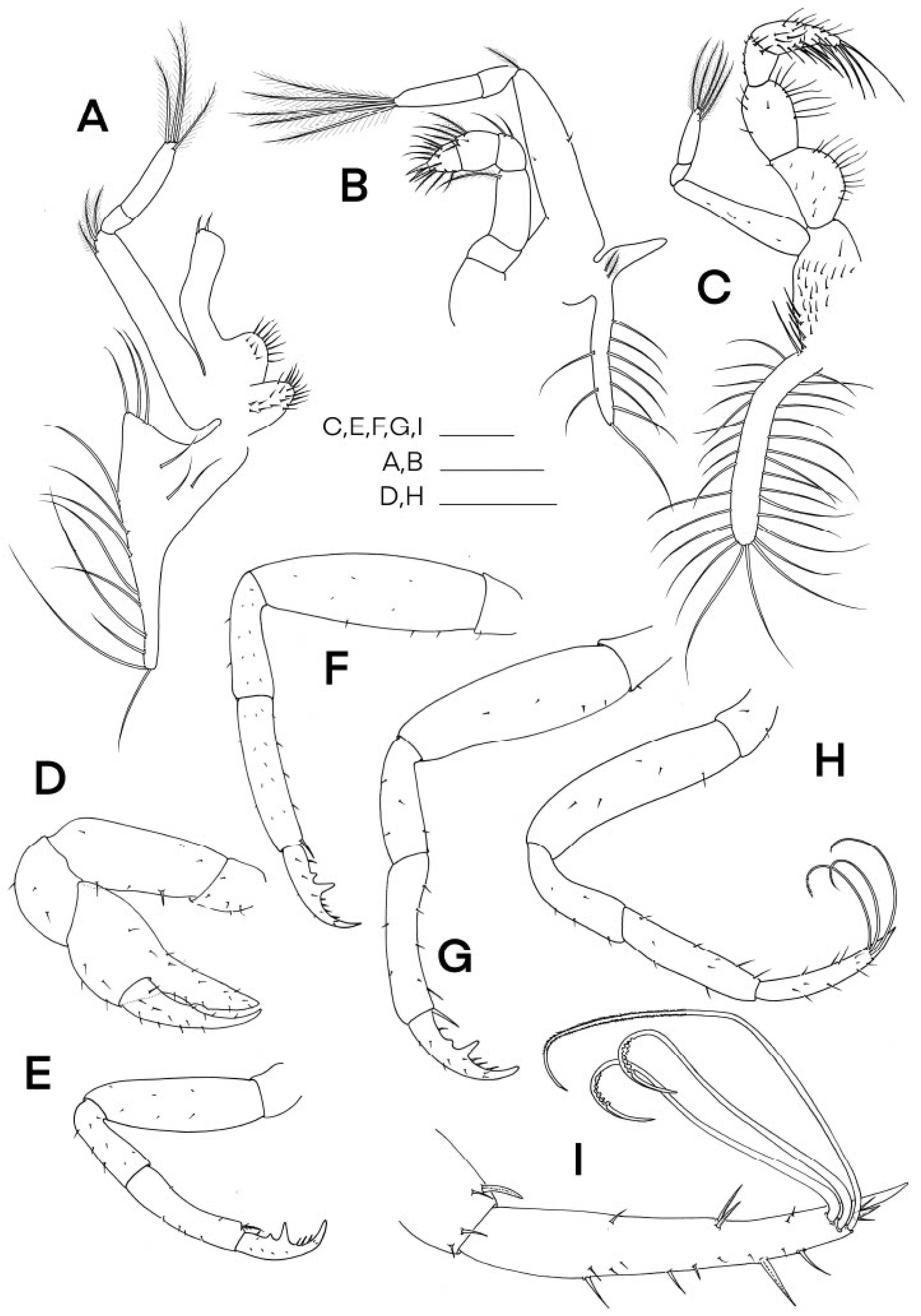 The Megalopa Stage in Grapsidae Crabs (Decapoda, Brachyura), a First ...