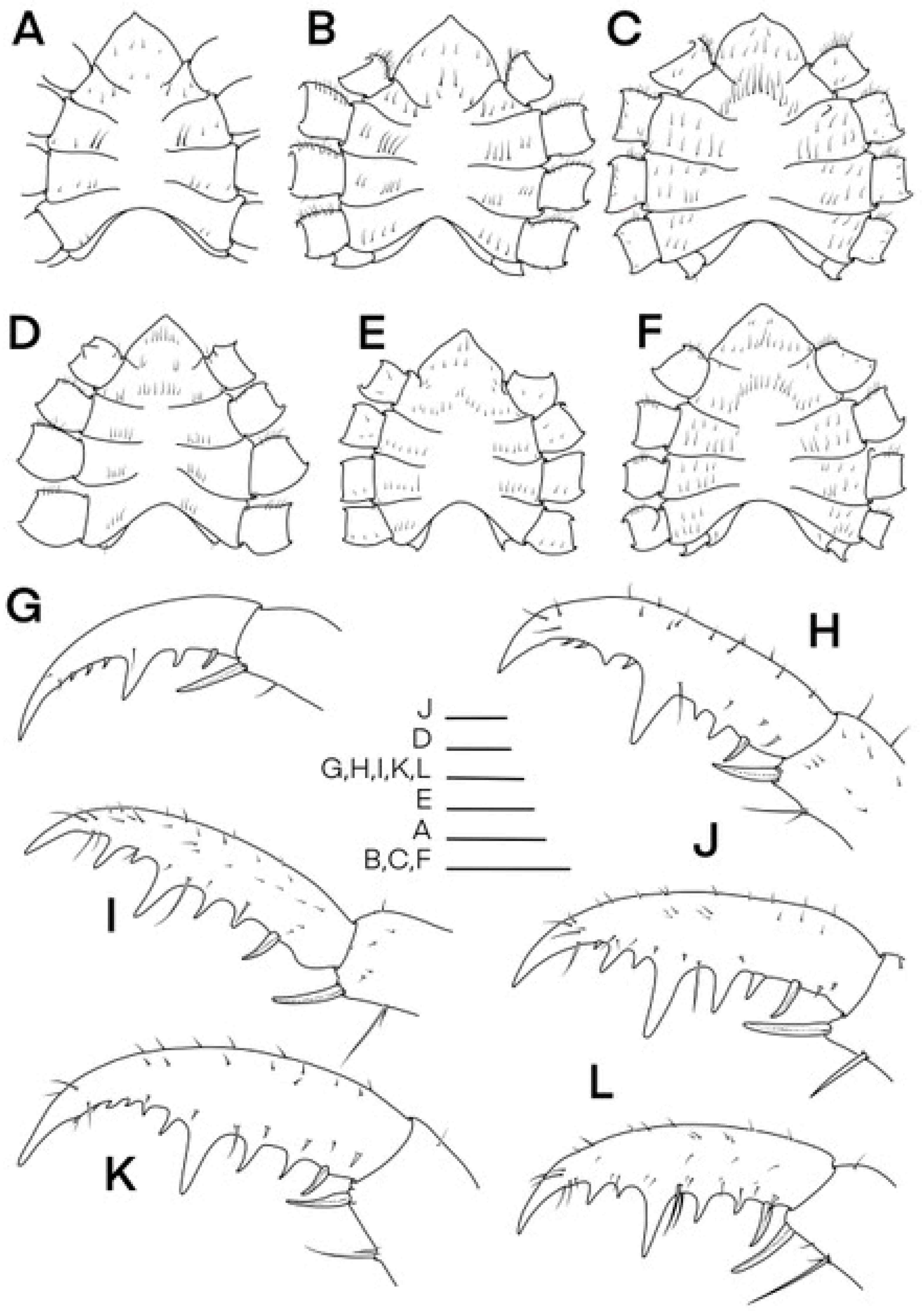 The Megalopa Stage in Grapsidae Crabs (Decapoda, Brachyura), a First ...