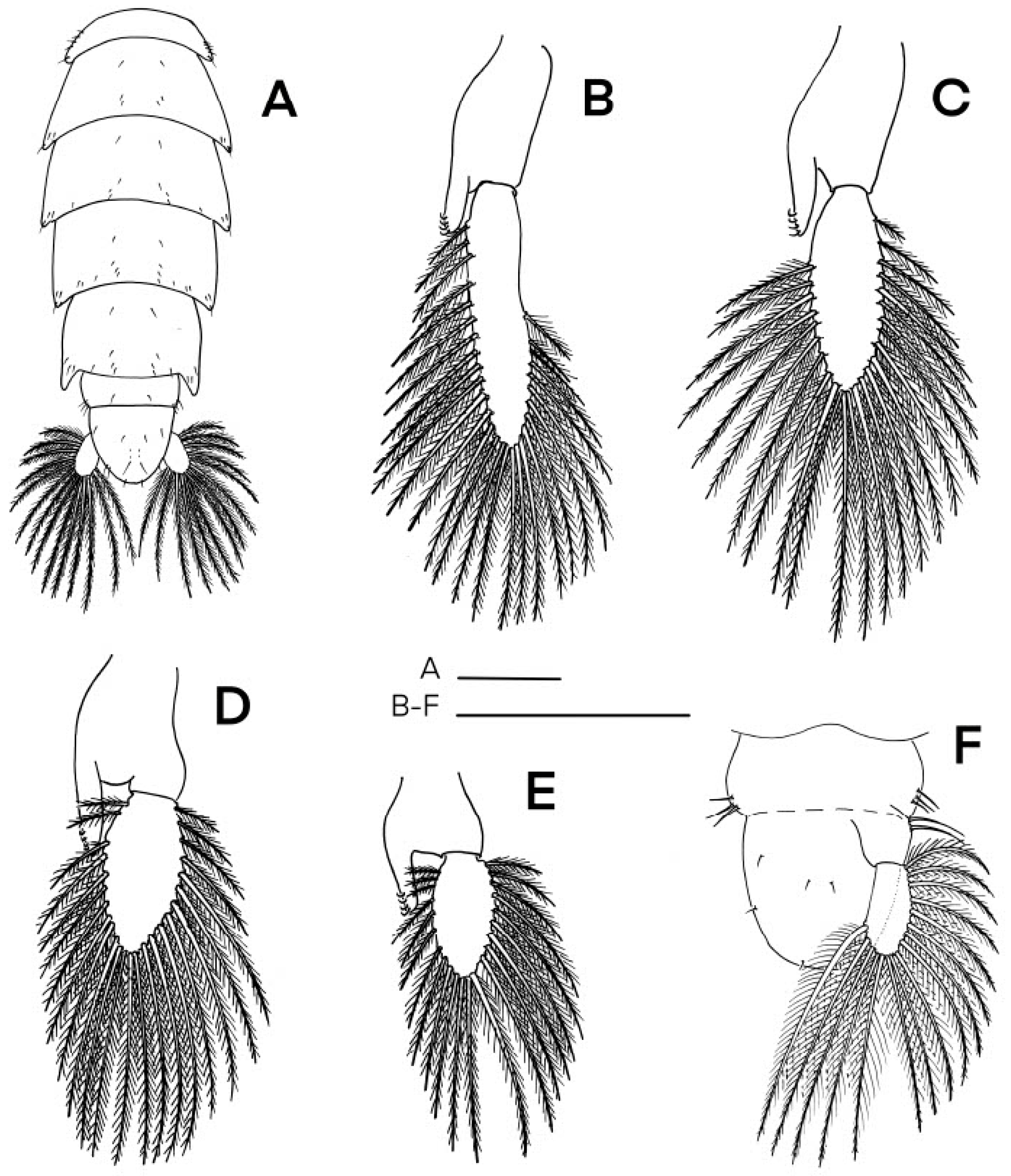 The Megalopa Stage in Grapsidae Crabs (Decapoda, Brachyura), a First ...
