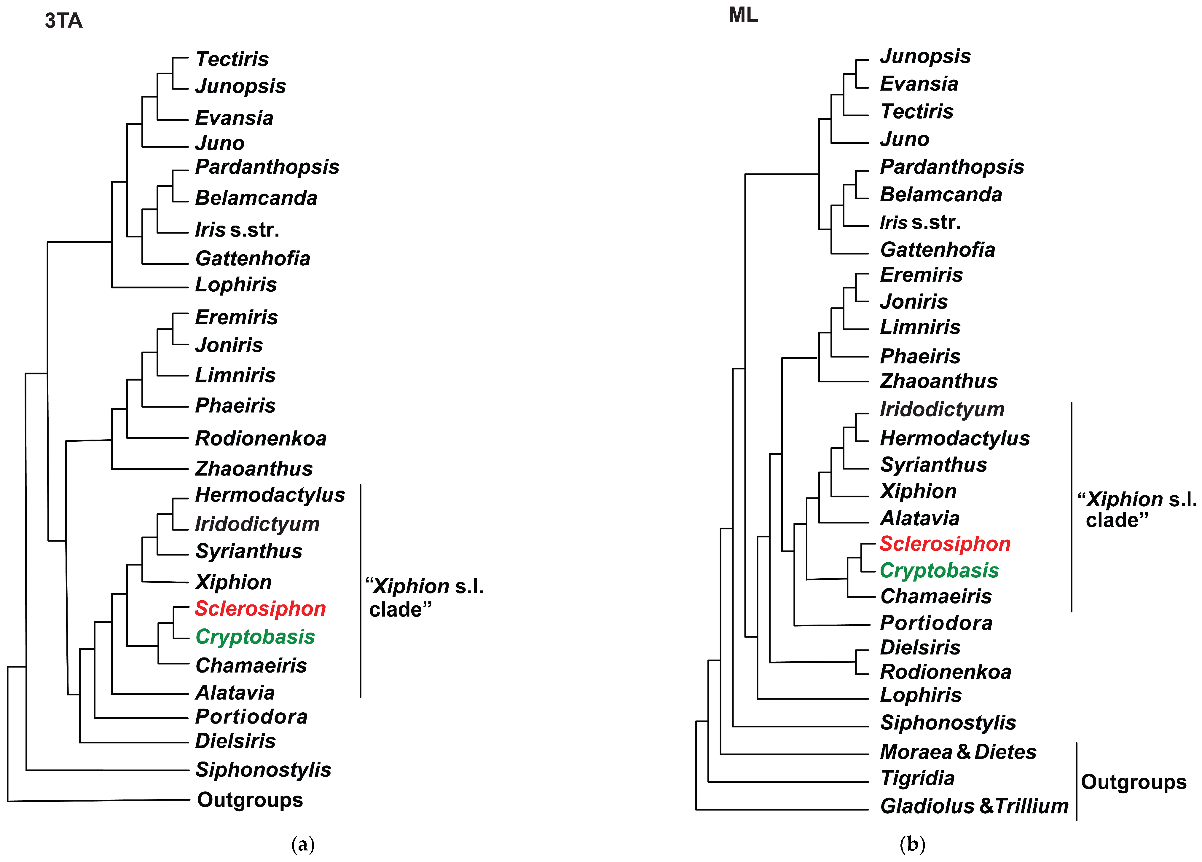 Getting Back to the Sources: New Insights on the Phylogenetic Placement ...