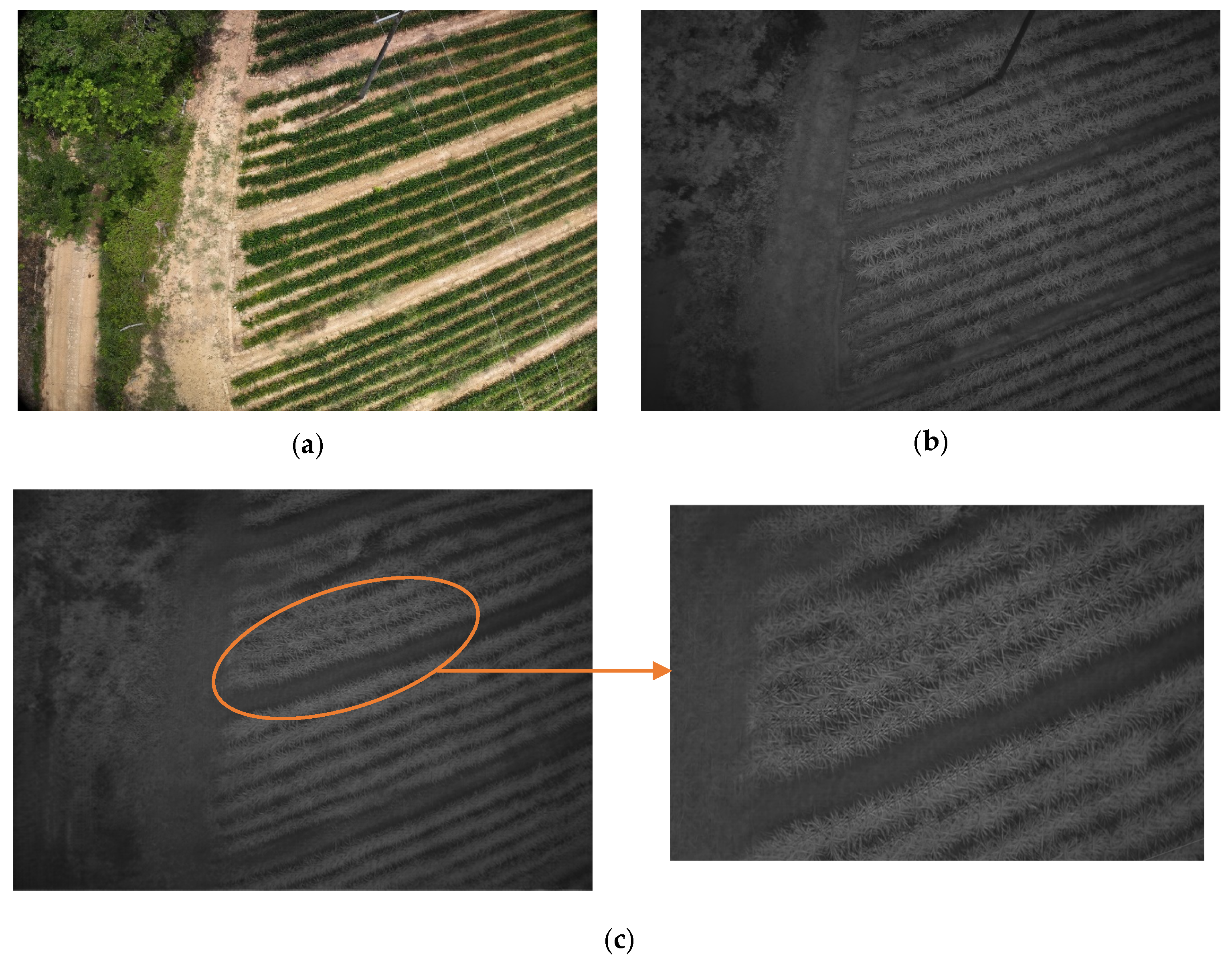 From RGB to Synthetic NIR: Image-to-Image Translation for Pineapple ...