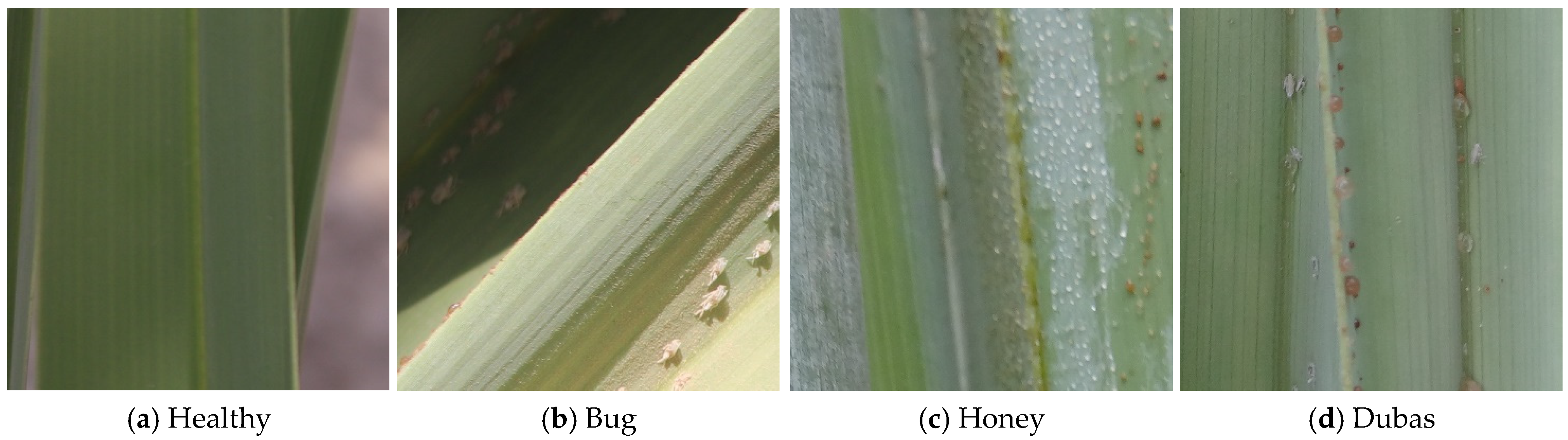 Enhancing Deep Learning Models with Attention Mechanisms for Interpretable Detection of Date ...