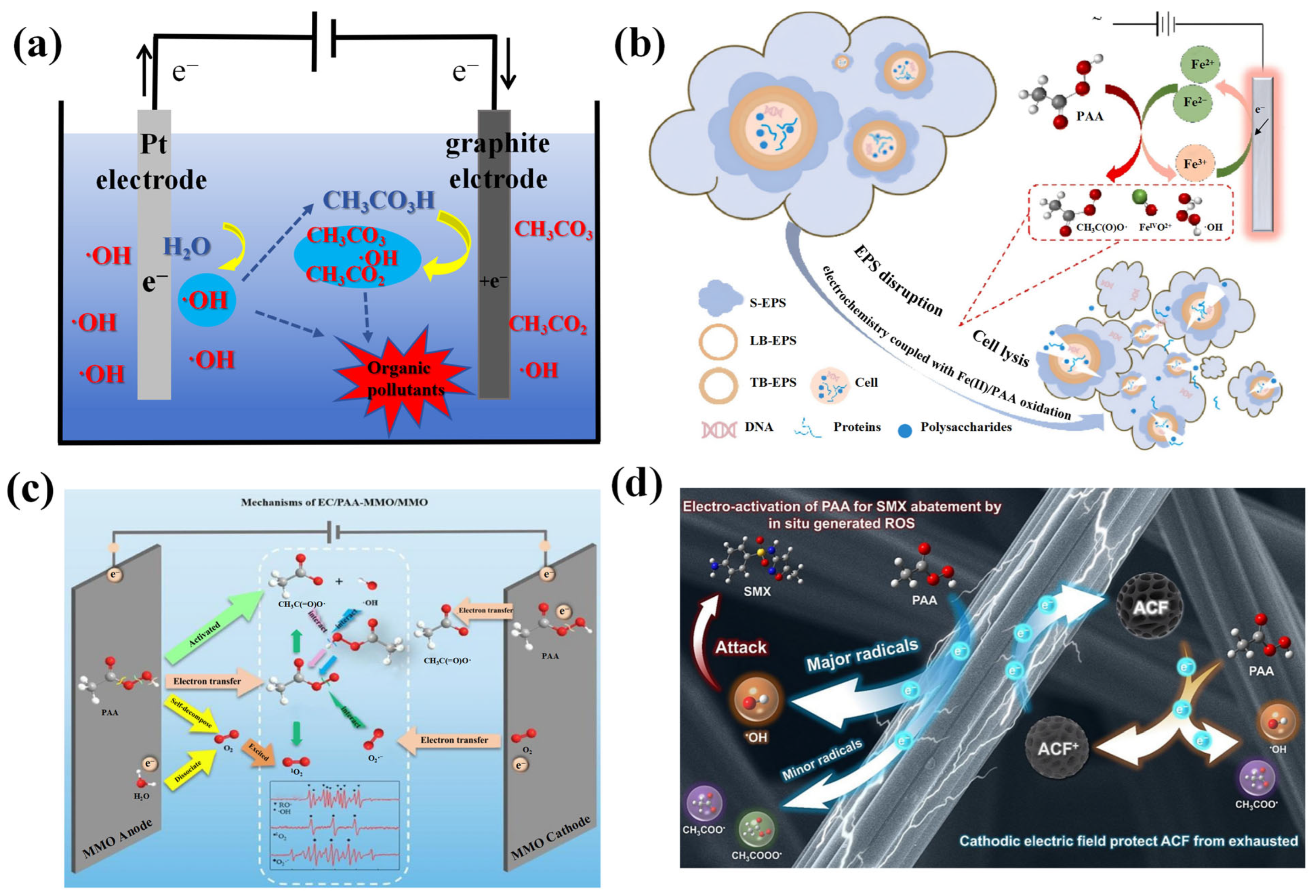 Unlocking the Oxidative Performance of Peracetic Acid: A Comprehensive ...