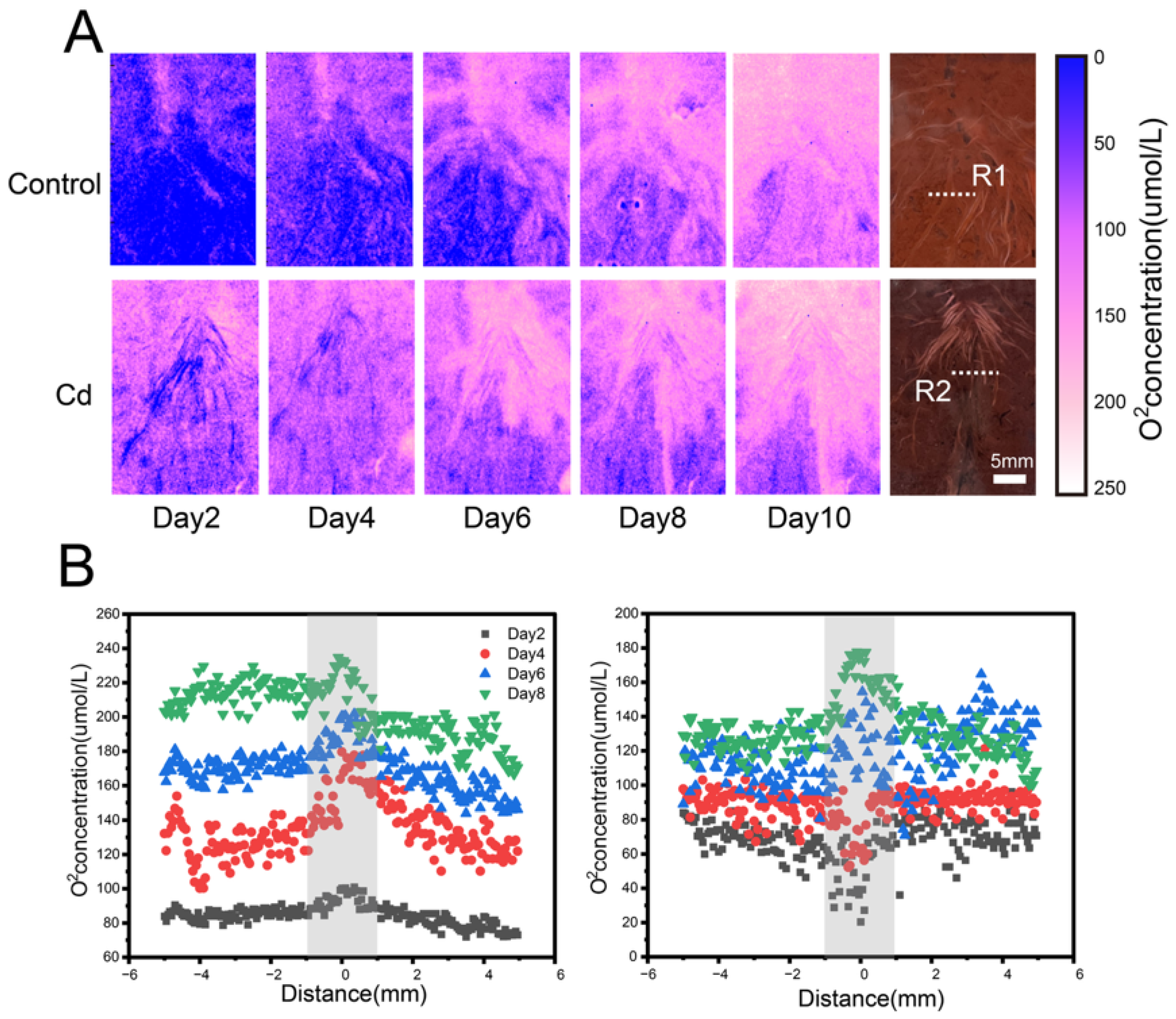 Planar Optode Imaging Reveals Spatio-Temporal Heterogeneity of ...
