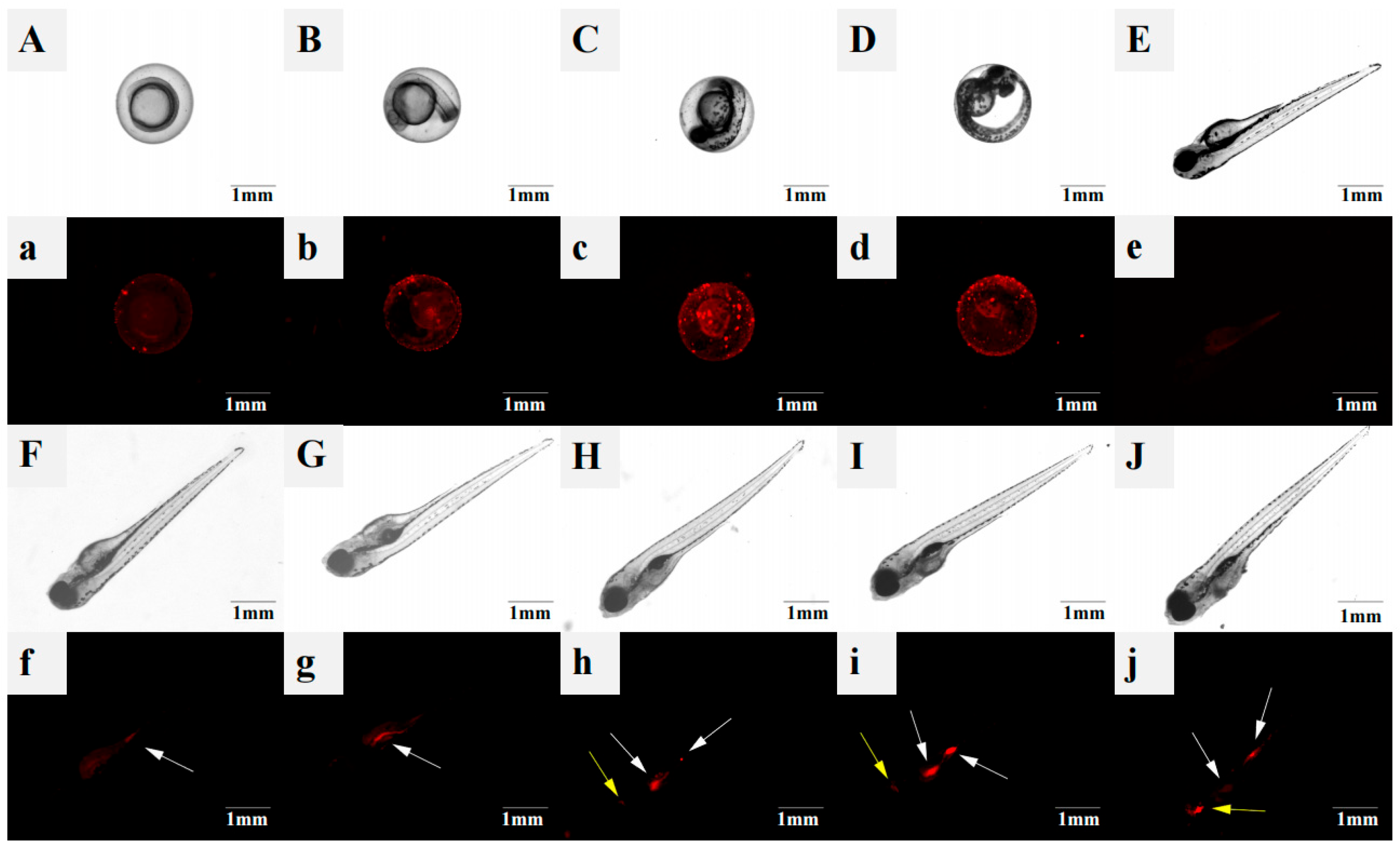 Toxic Effects of Polystyrene Microplastics and Sulfamethoxazole on ...