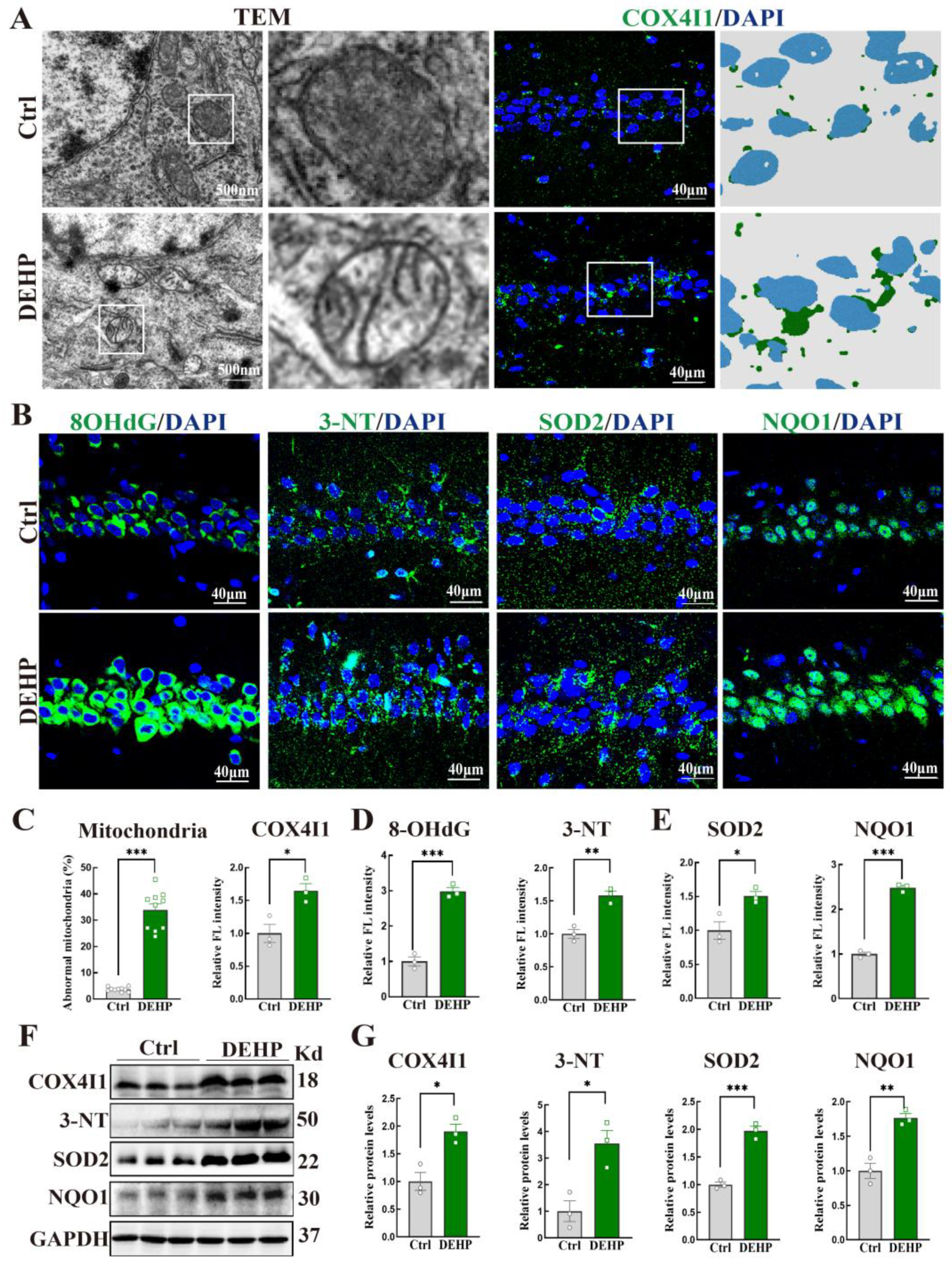 Integrated Profiling of DEHP-Induced Hippocampal Neurotoxicity in Adult ...