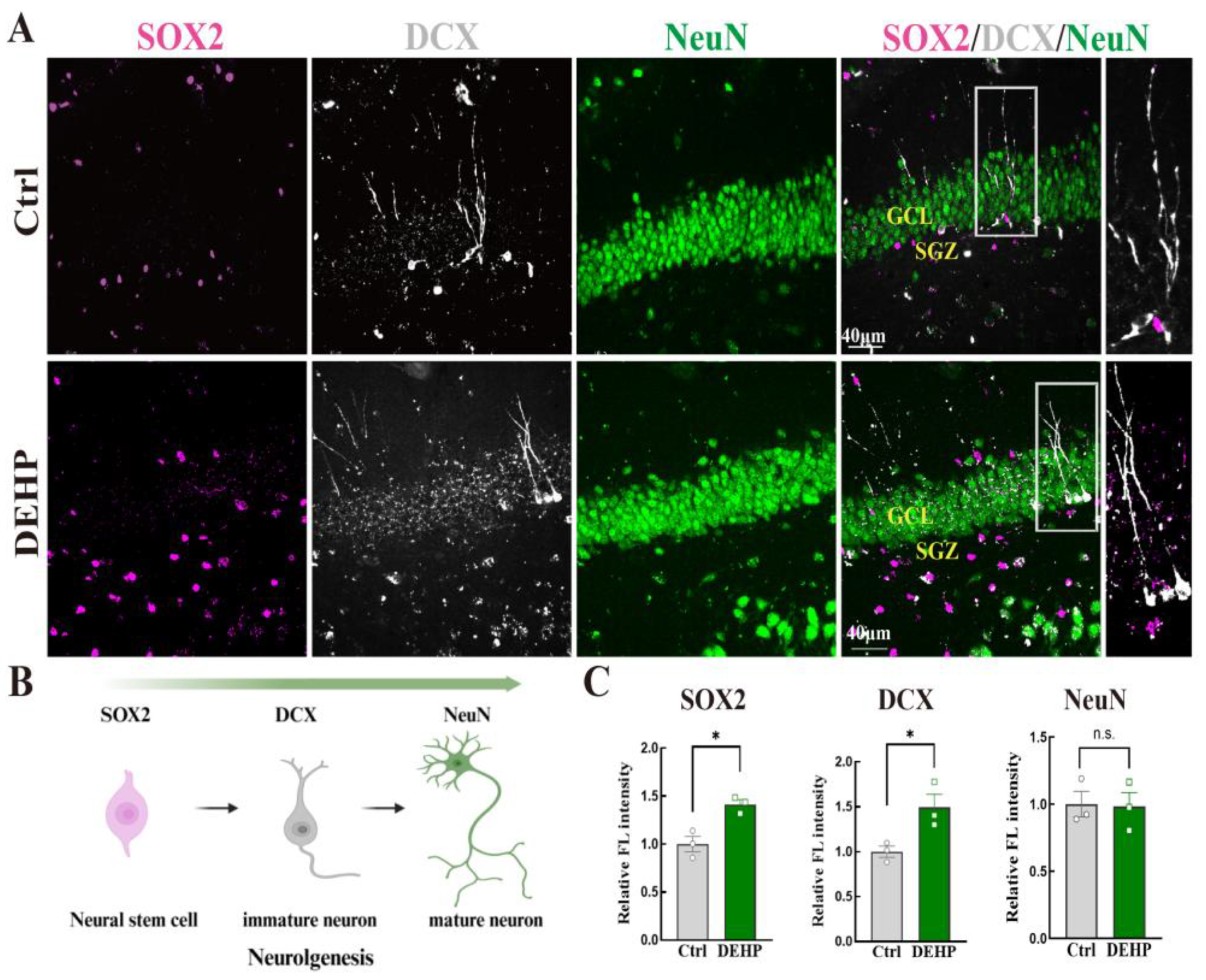 Integrated Profiling of DEHP-Induced Hippocampal Neurotoxicity in Adult ...