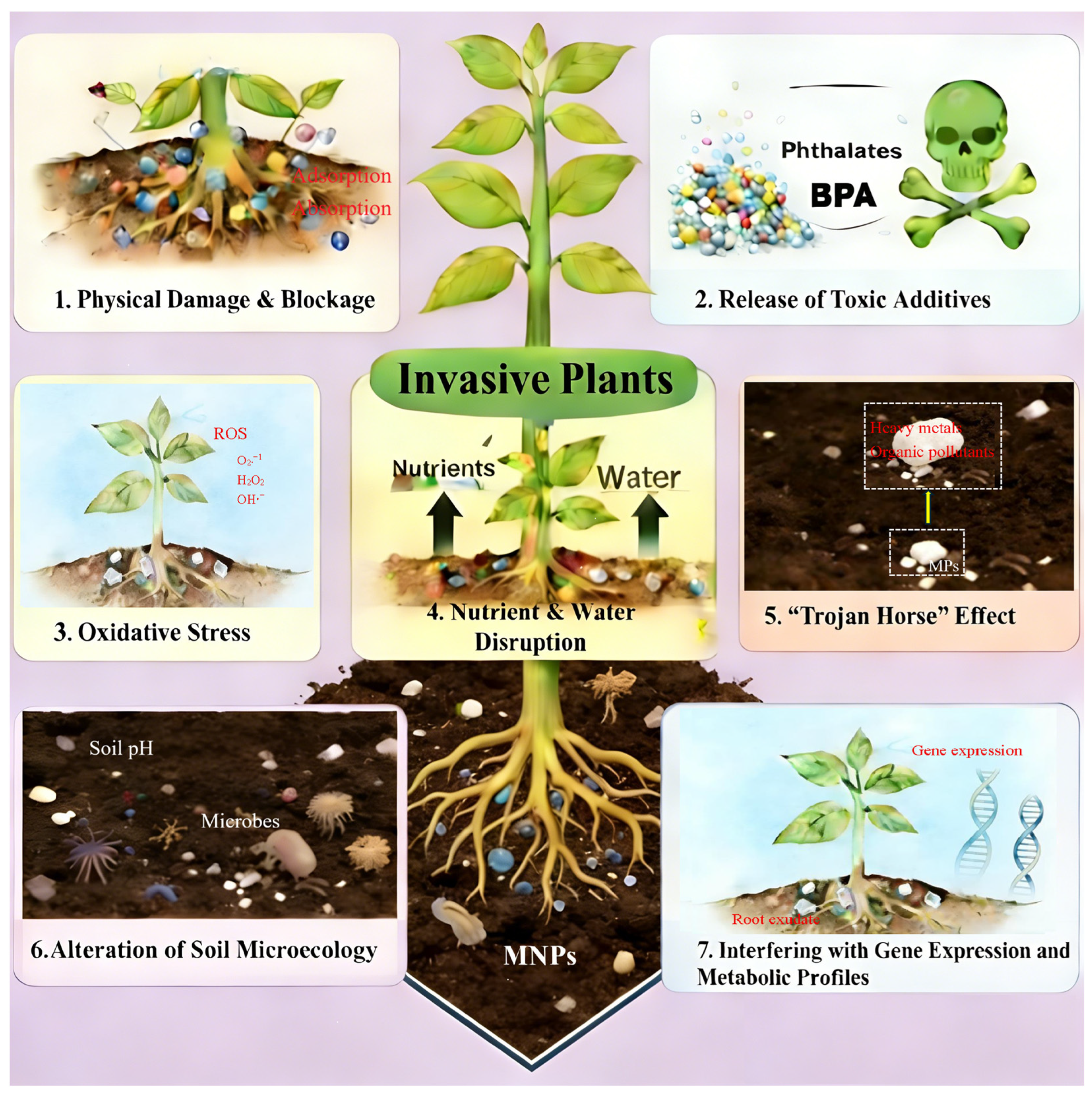 Micro(nano)plastics and Terrestrial Invasive Plants