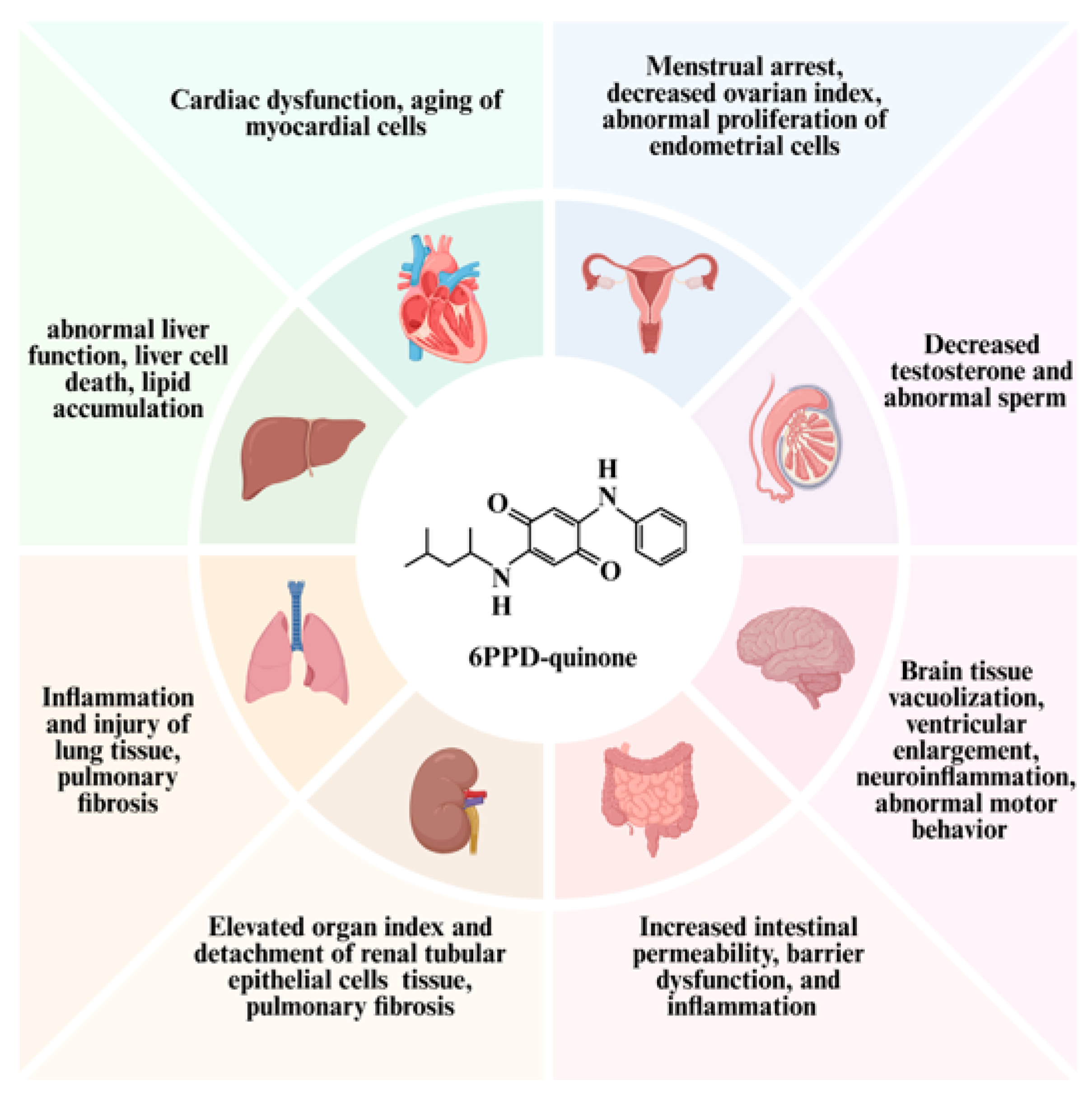 Not Just a Fish Killer: Multi-Organ Toxicity and Mechanisms of 6PPD-Quinone