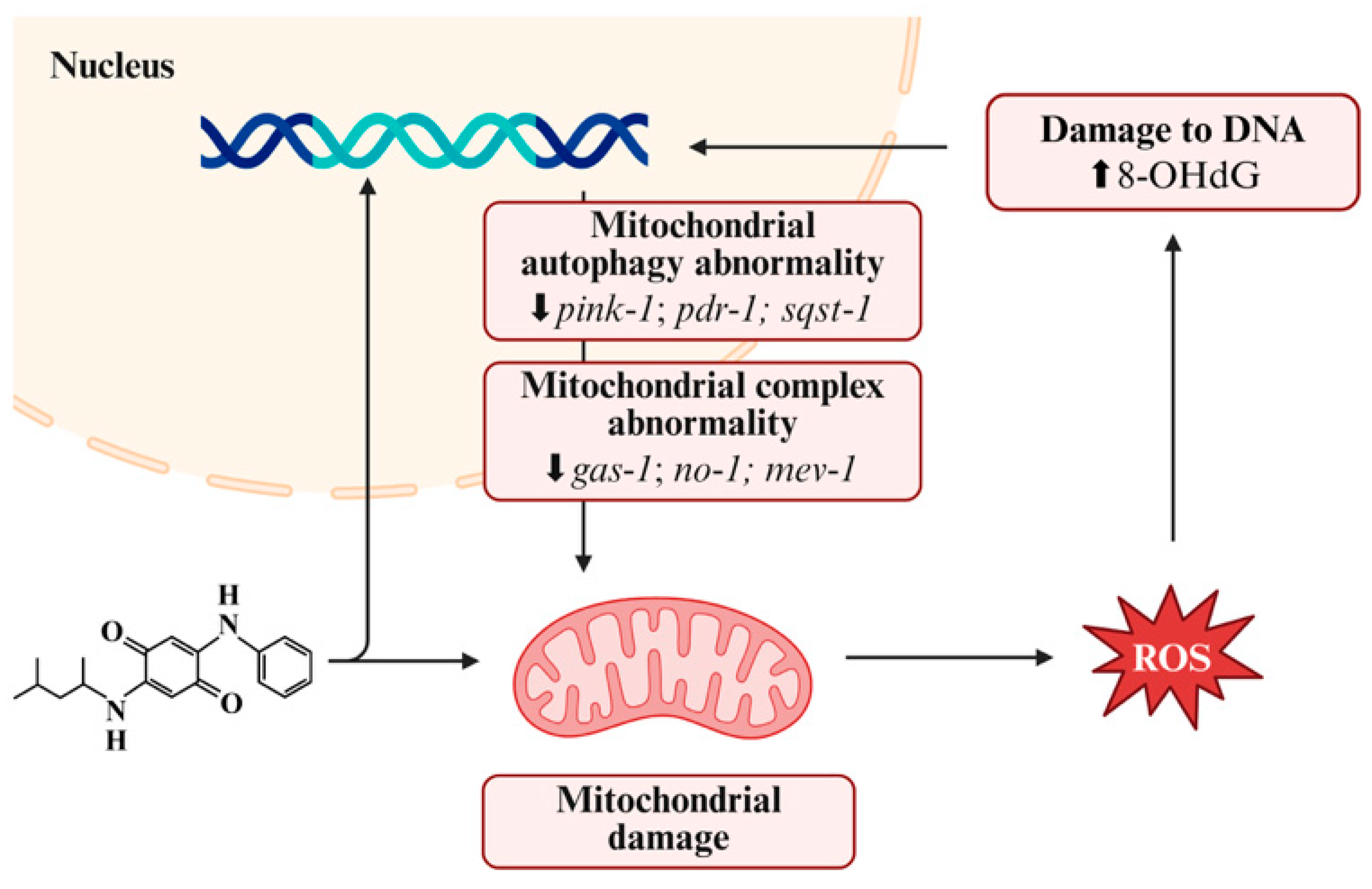 Not Just a Fish Killer: Multi-Organ Toxicity and Mechanisms of 6PPD-Quinone