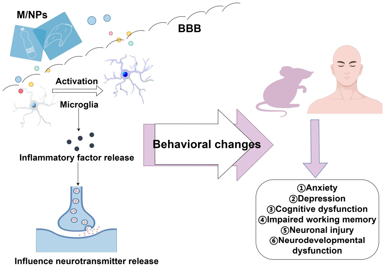 Microplastic Neurotoxicity in the Prefrontal Cortex: A Review of ...