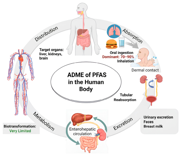 Toxicological Effects and Health Impacts of Per- and Polyfluoroalkyl ...