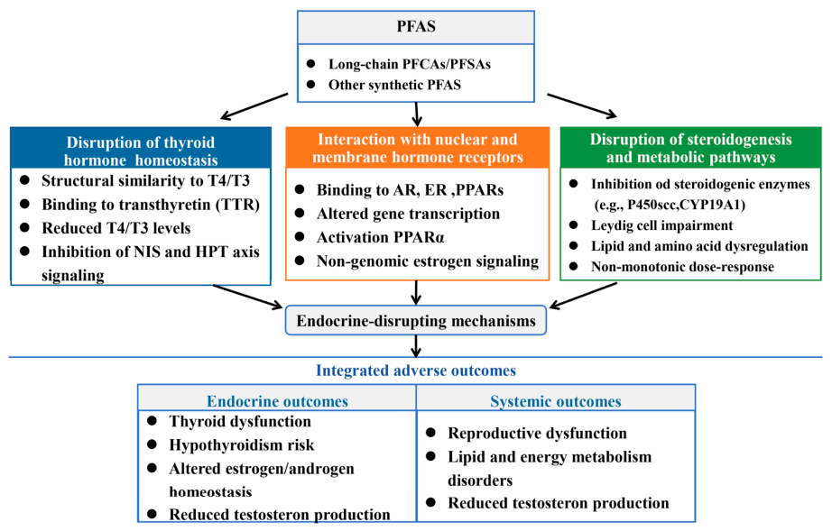 Toxicological Effects and Health Impacts of Per- and Polyfluoroalkyl ...
