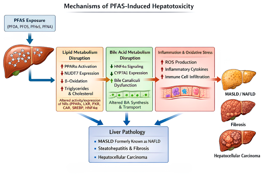 Toxicological Effects and Health Impacts of Per- and Polyfluoroalkyl ...