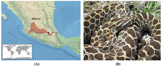 Venom Ontogeny in the Mexican Lance-Headed Rattlesnake (Crotalus ...