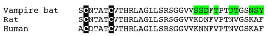 Vampire Venom: Vasodilatory Mechanisms of Vampire Bat (Desmodus ...