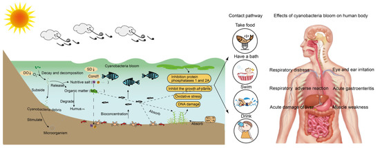 The Impact of Cyanobacteria Blooms on the Aquatic Environment and Human ...