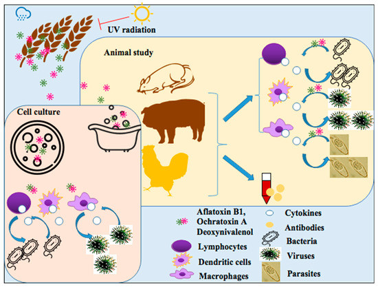 Toxins | Free Full-Text | Immunotoxicity of Three Environmental ...