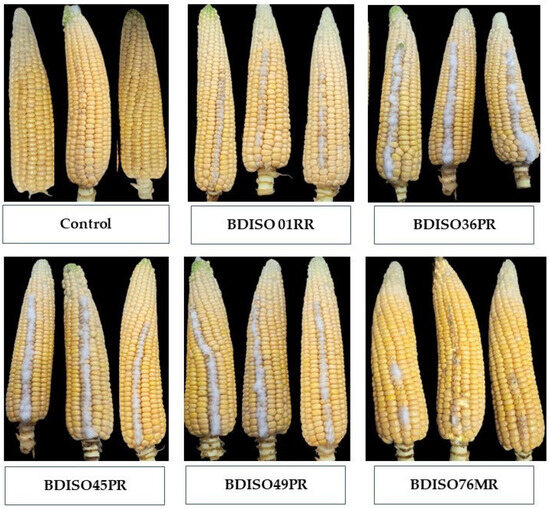 Toxins | An Open Access Journal from MDPI