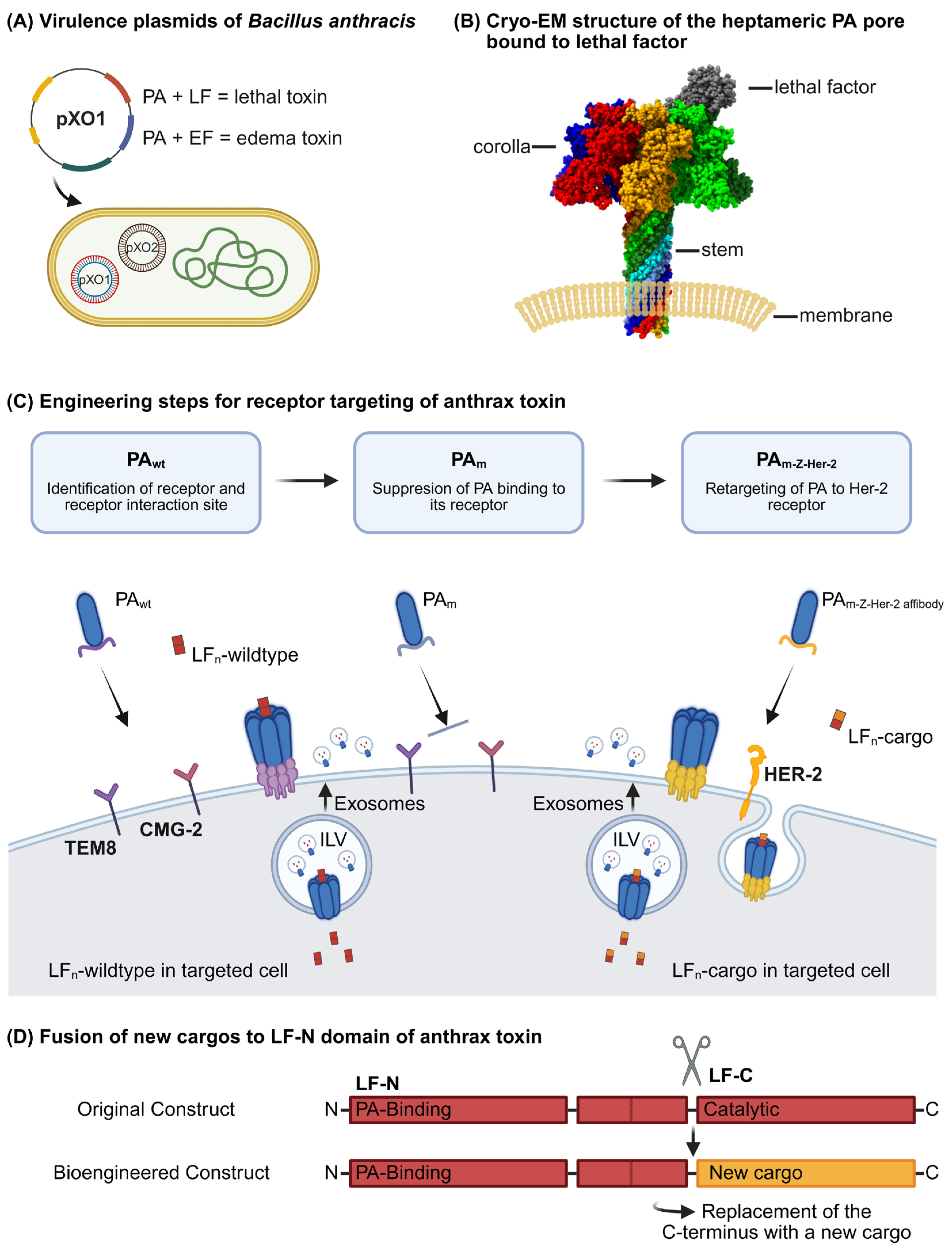 Anthrax Toxin: A Pioneer of Targeted Protein Toxins
