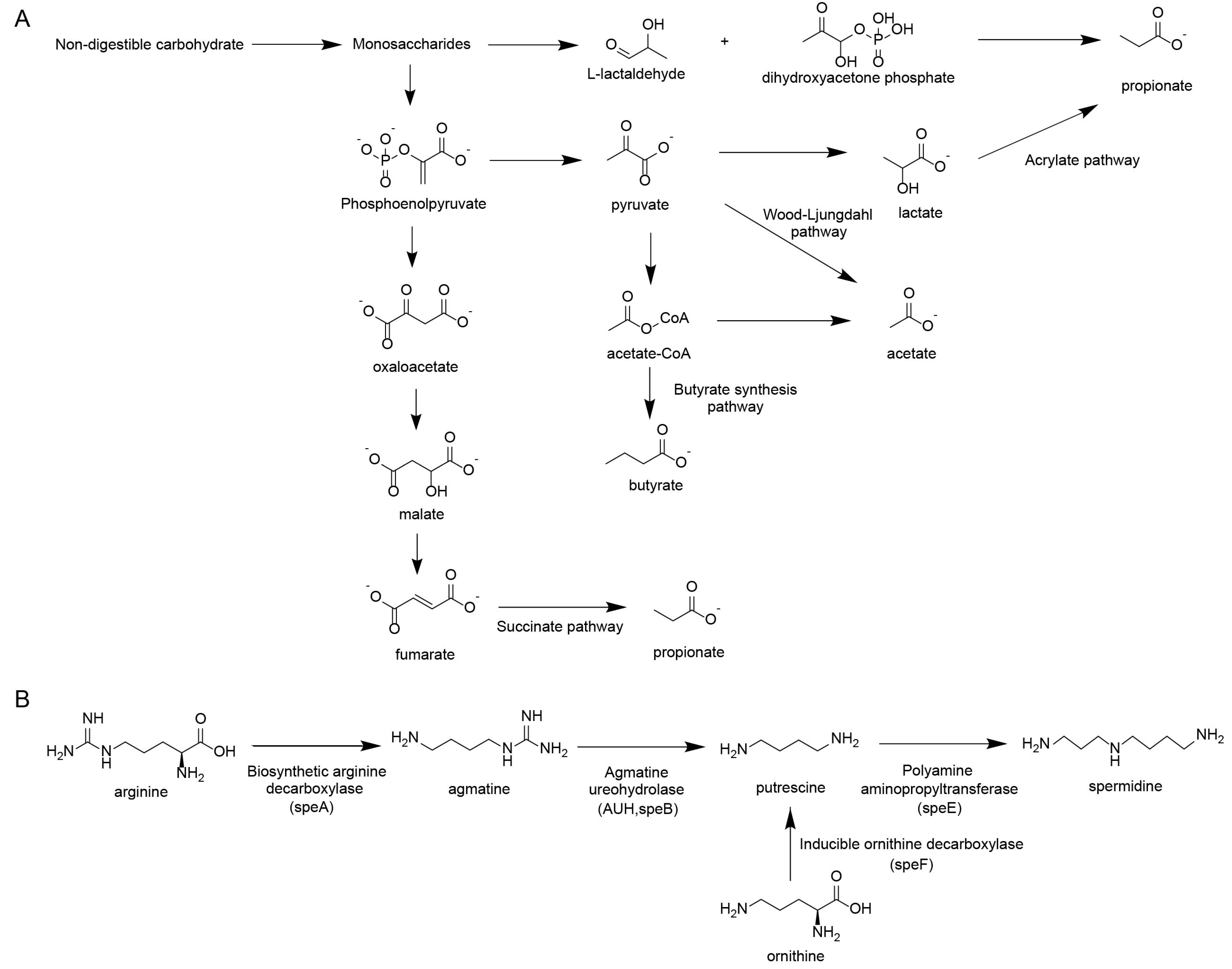 Targeting the Gut–Kidney Axis: Modulation of Gut Microbiota by ...