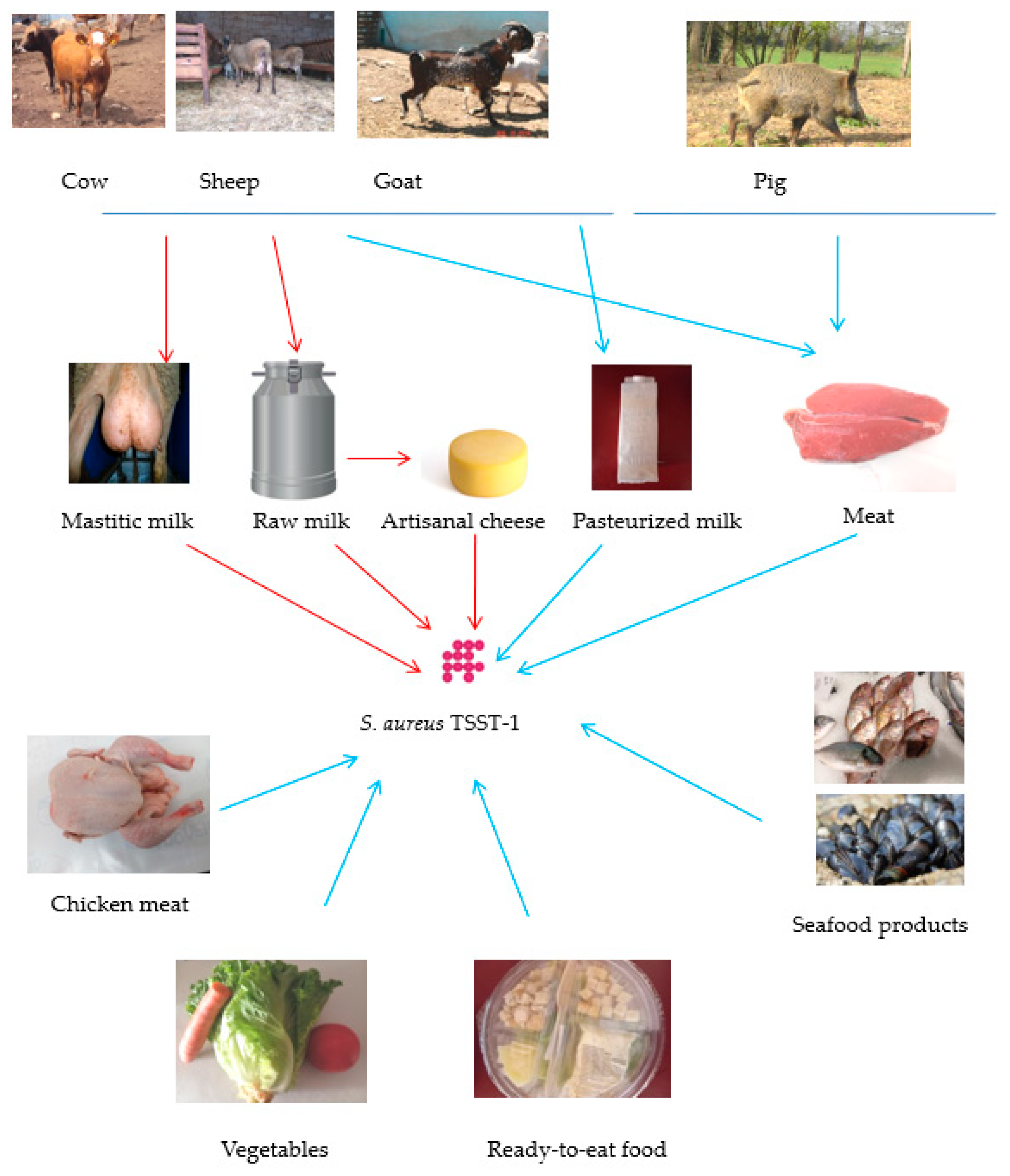 Occurrence of Staphylococcus aureus TSST-1 in Foods: A Review