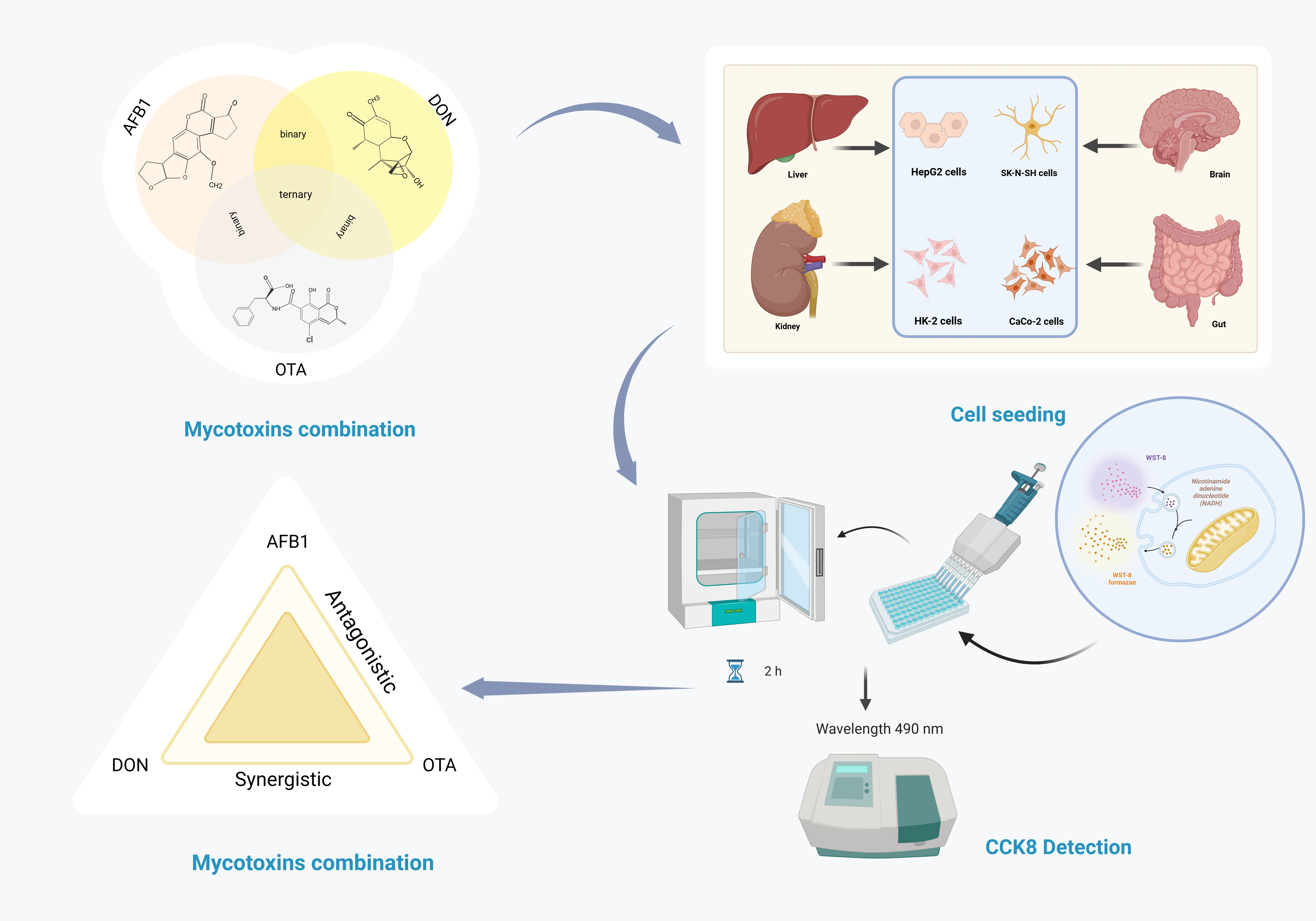 Analysis of the Combined Toxic Effects of AFB1, DON, and OTA Complex ...
