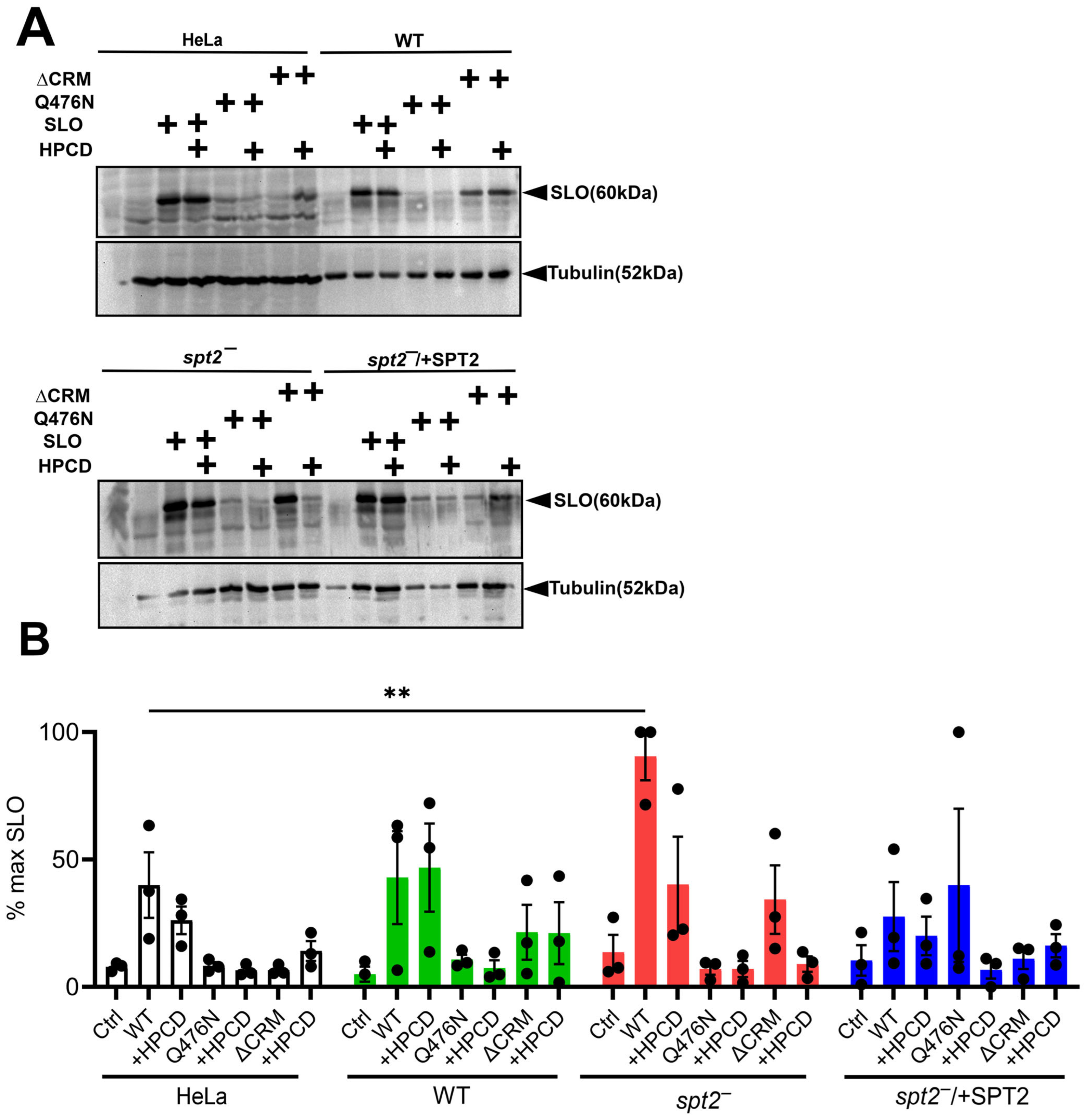 Functional Dissection of Leishmania major Membrane Components in ...
