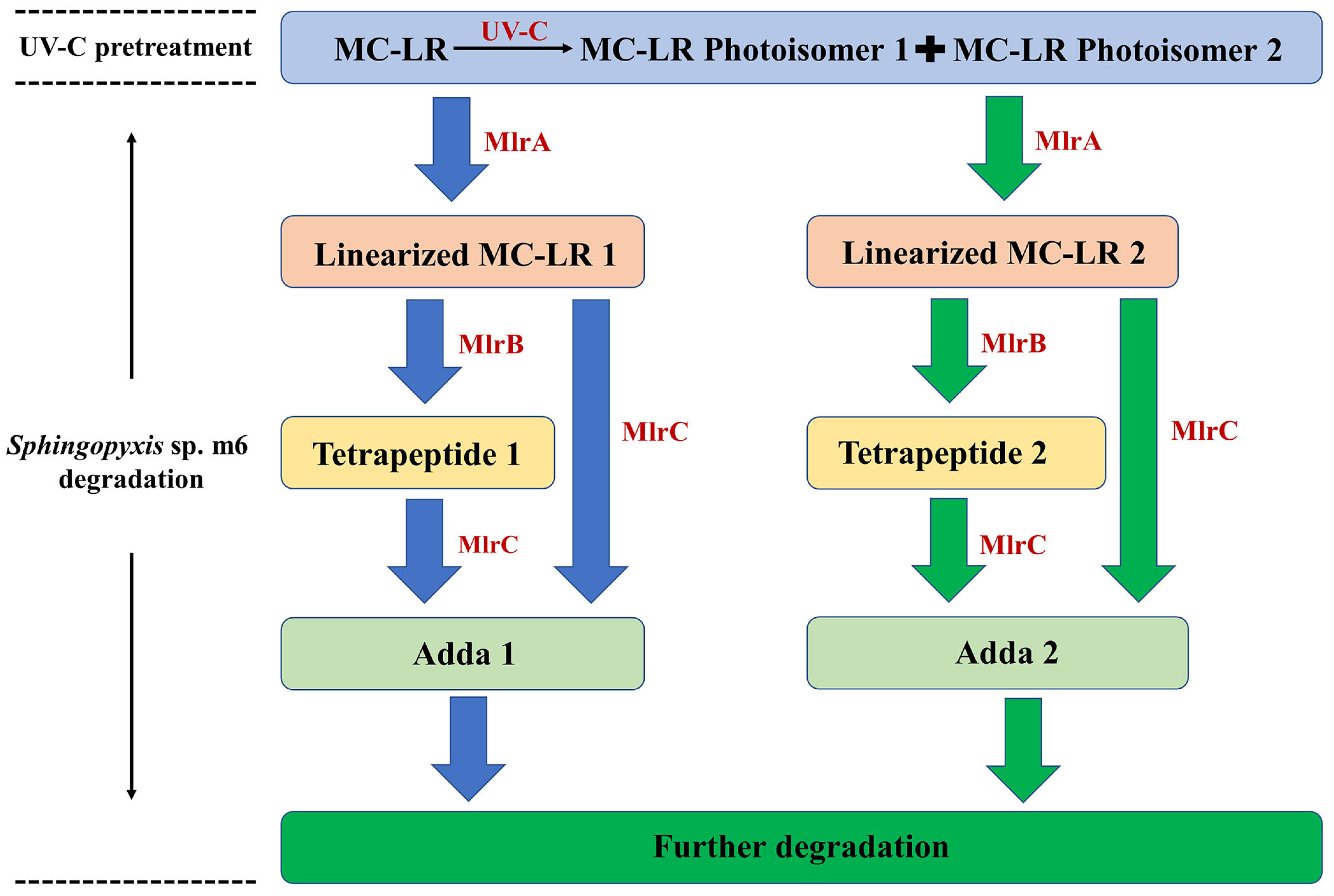 Sequential UV-C Irradiation and Sphingopyxis sp. m6 Biodegradation for ...