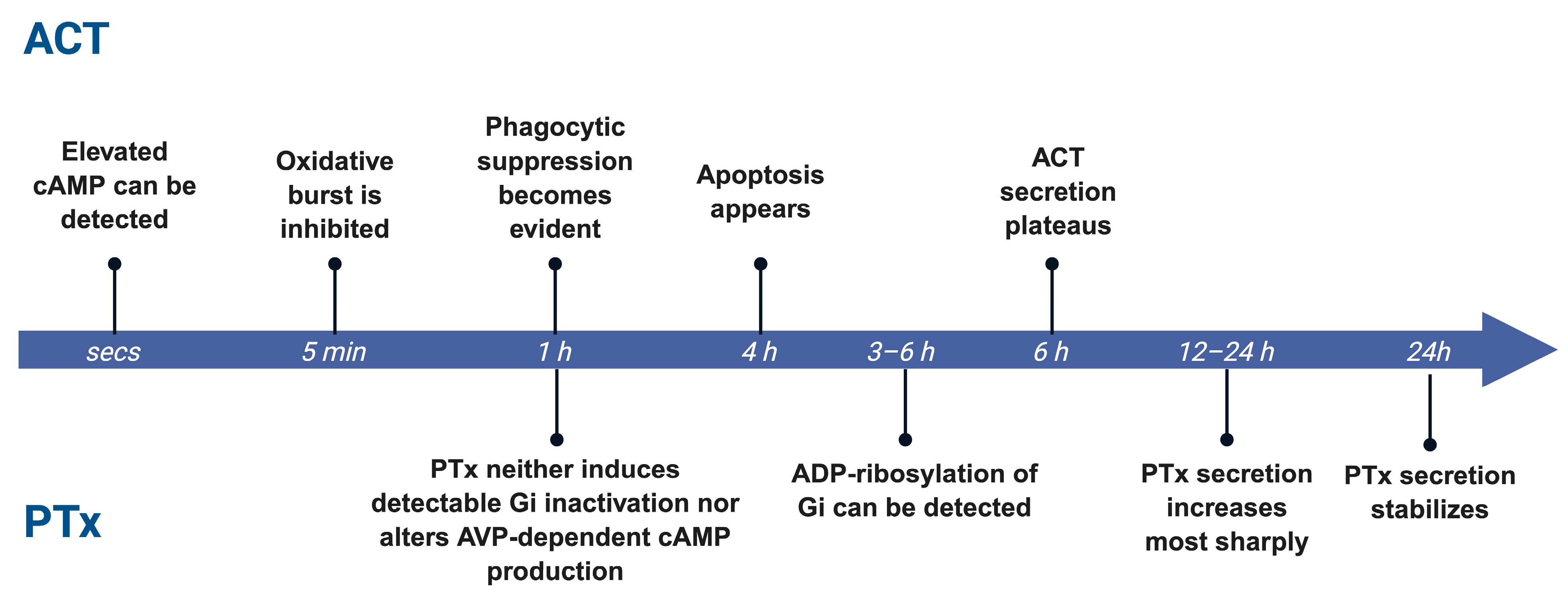Mechanisms of Pertussis Toxin Action: ADP-Ribosylation and Its Role in ...