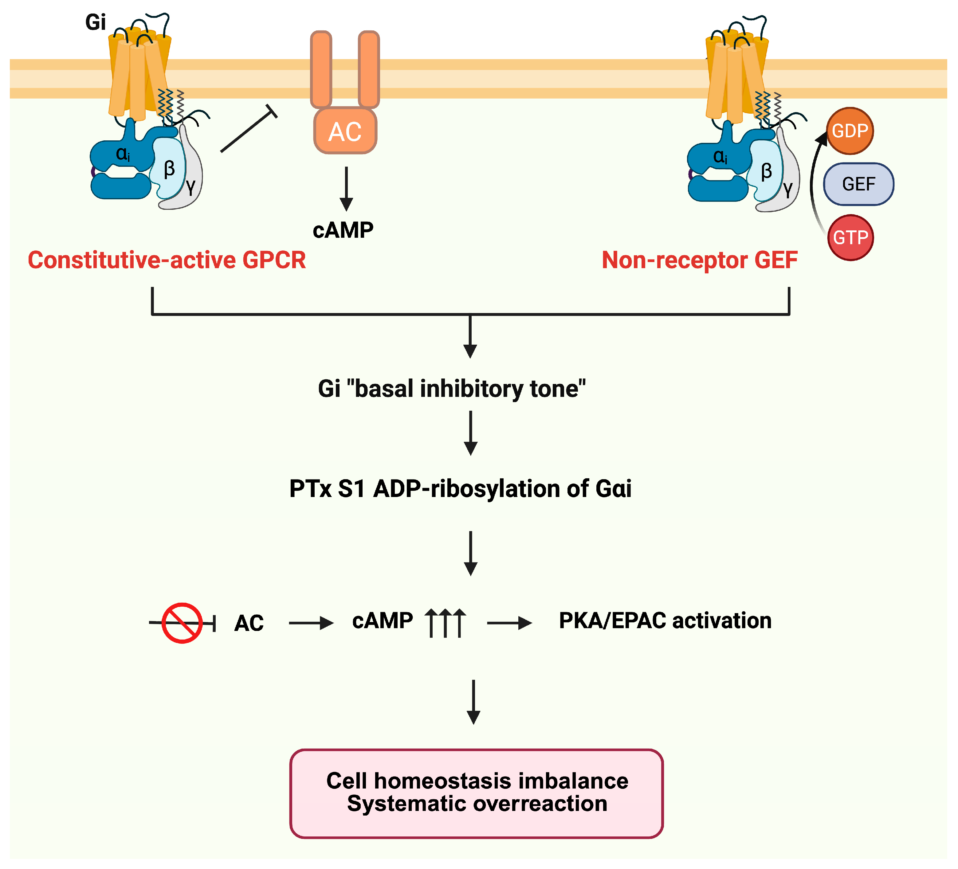 Mechanisms of Pertussis Toxin Action: ADP-Ribosylation and Its Role in ...