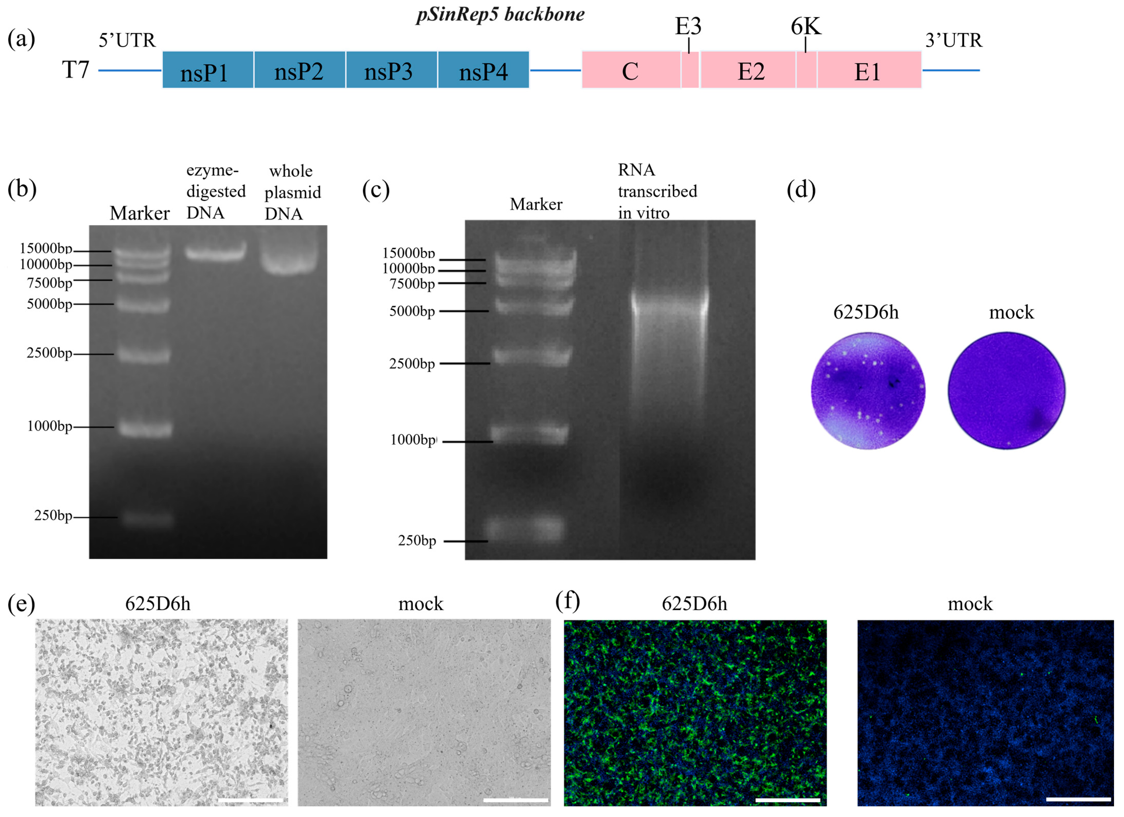 The Construction and Characterization of an Infectious Clone of the ...