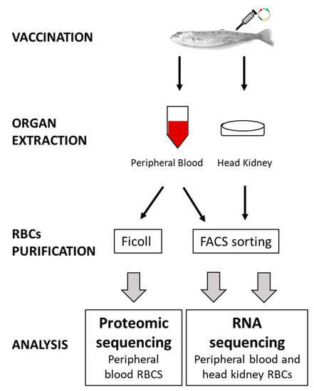 Potential Role of Rainbow Trout Erythrocytes as Mediators in the Immune ...