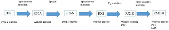 Next-Generation Whole-Cell Pneumococcal Vaccine